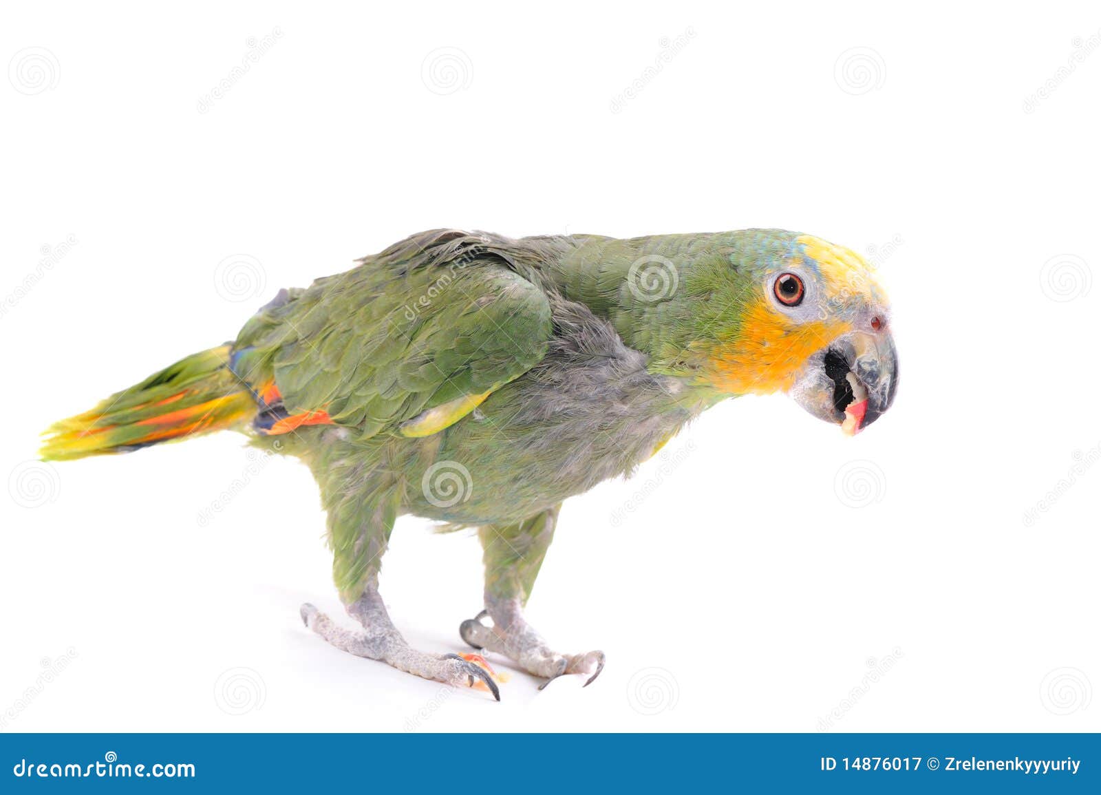 Parrot on the White Background Stock Image - Image of beak, pretty ...