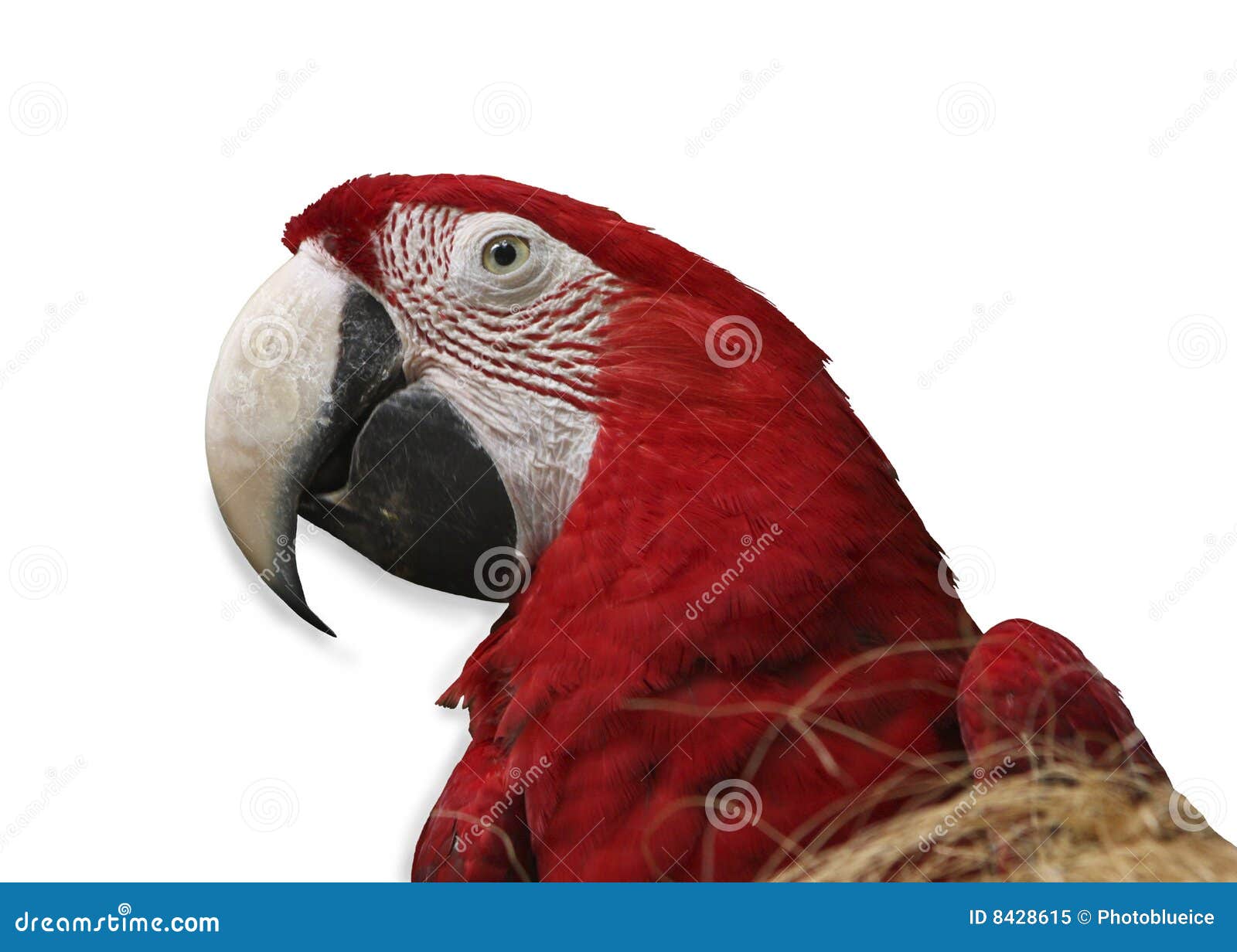 Parrot on white background stock image. Image of parakeet - 8428615