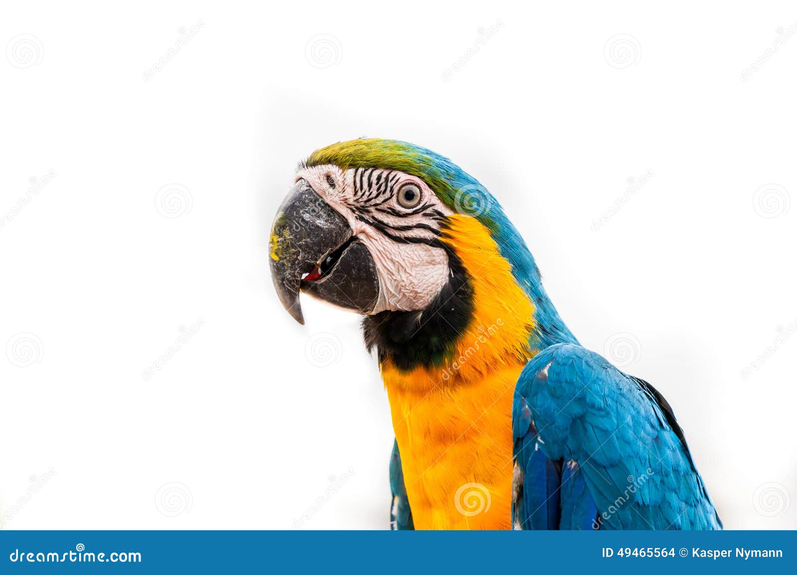 Parrot on white background stock photo. Image of endangered - 49465564
