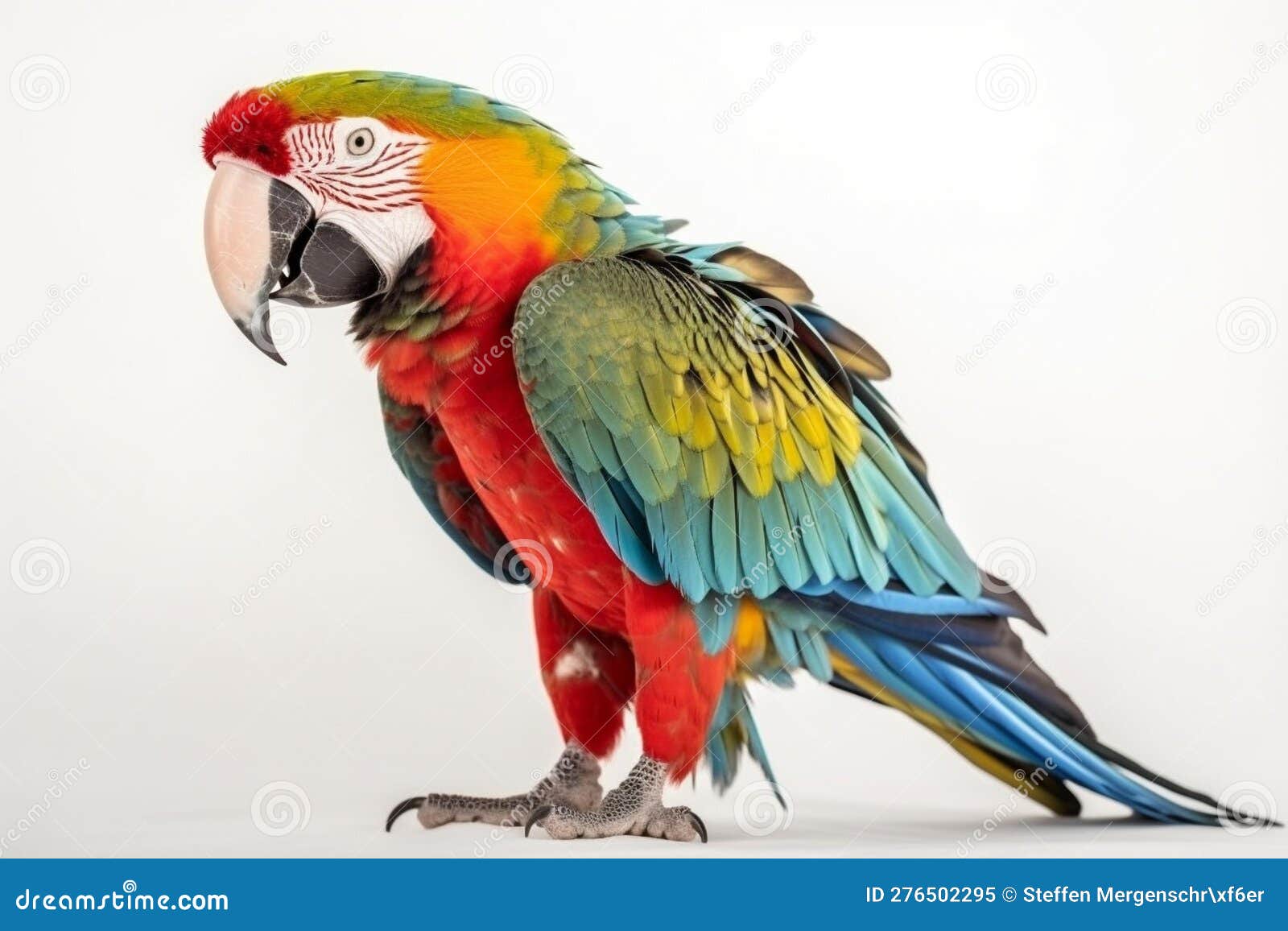 Parrot on White Background stock illustration. Illustration of nature ...