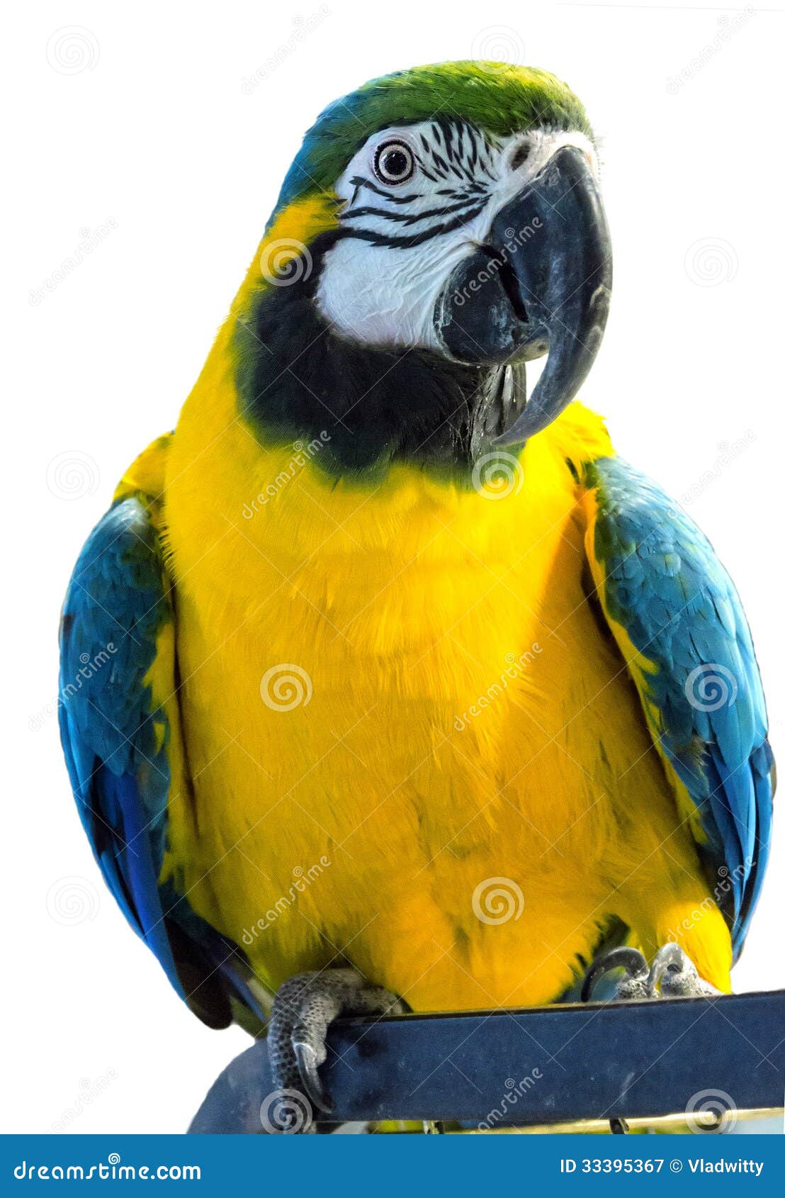 Parrot on white background stock image. Image of beak - 33395367