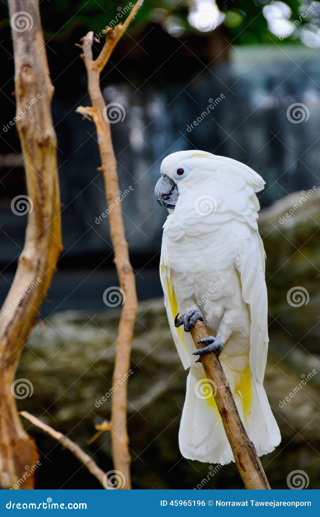 Parrot bird stock photo. Image of bird, white, species - 45965196