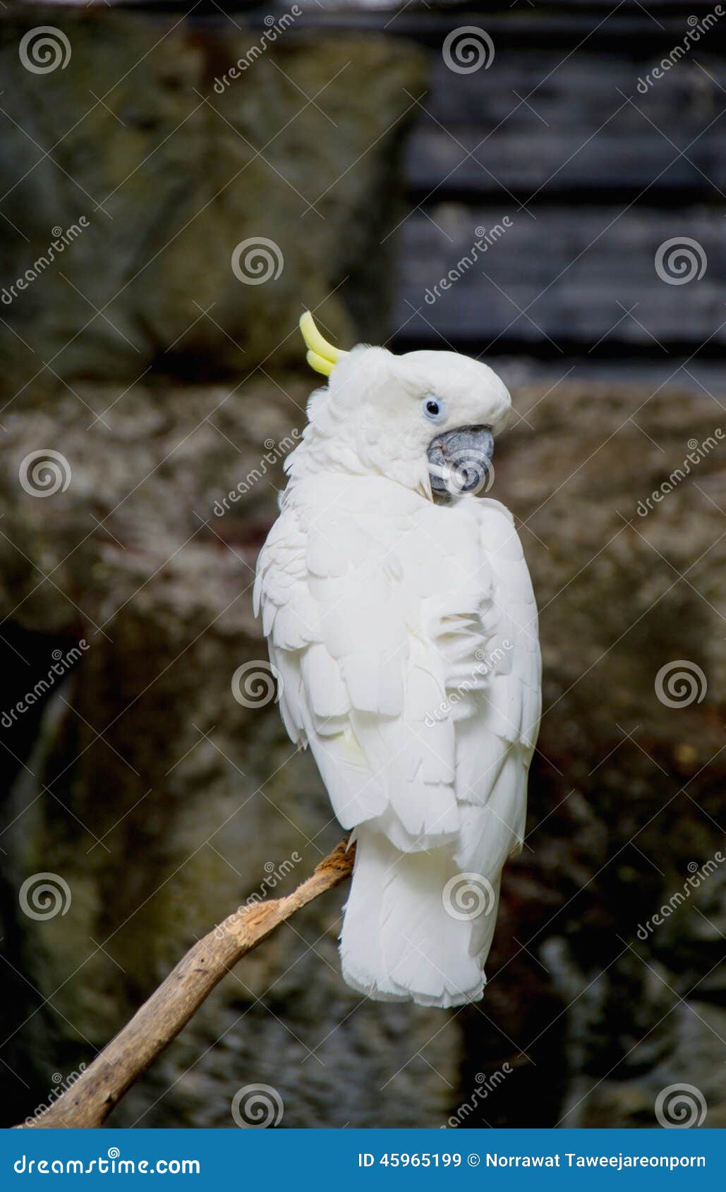 Parrot bird stock image. Image of animal, species, white - 45965199
