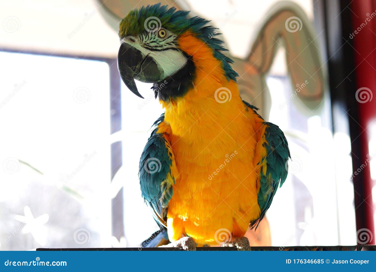 Parrot Who Says Hello stock image. Image of yellow, blue - 176346685
