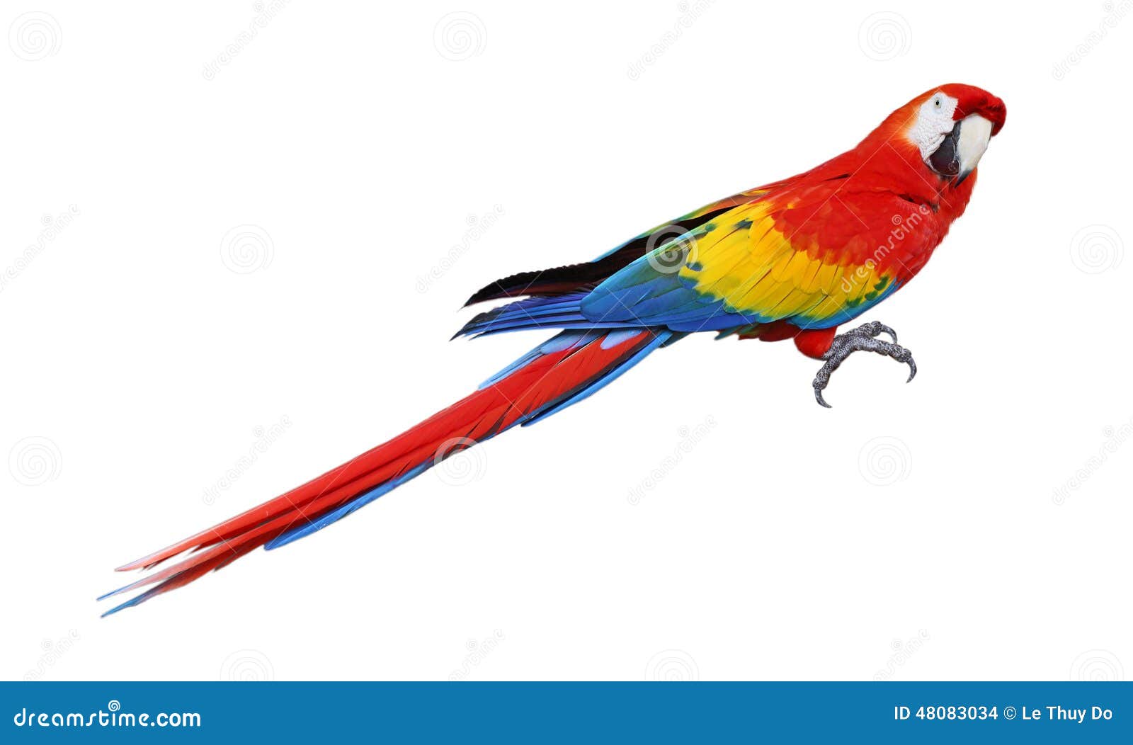 Parrot stock photo. Image of background, parrot, color - 48083034