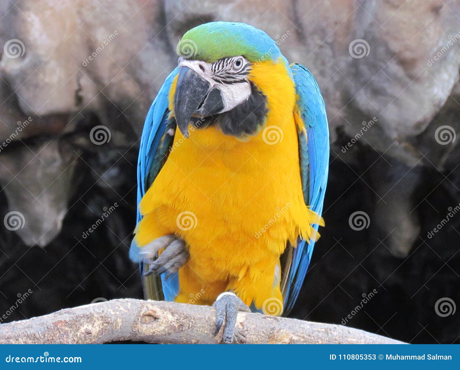 Parrot wiggle stock image. Image of wiggle, beautiful - 110805353