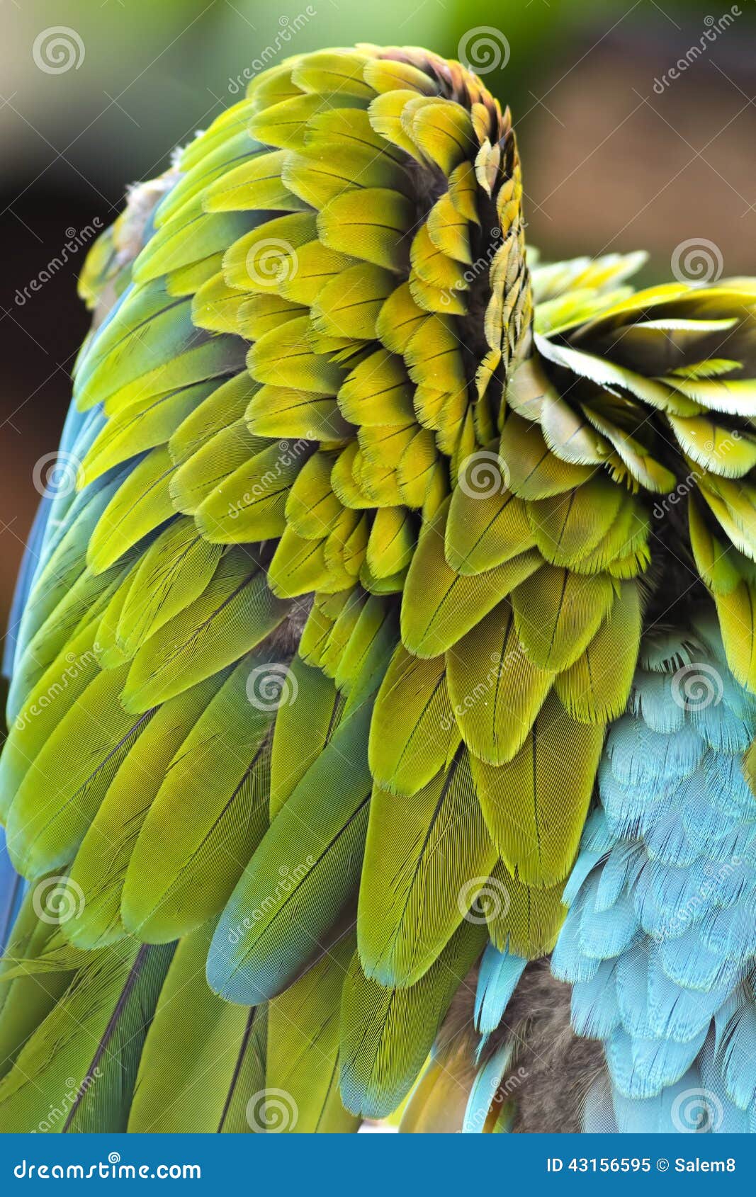 Parrot wing. stock image. Image of colorful, avian, iridescent - 43156595