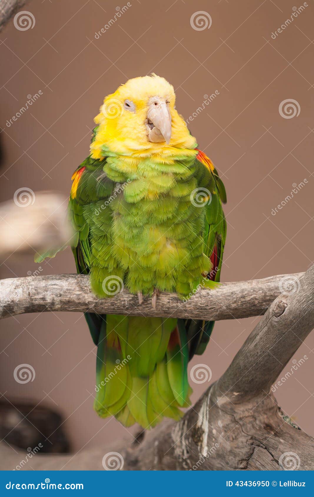 Parrot stock photo. Image of freedom, bird, wings, green - 43436950