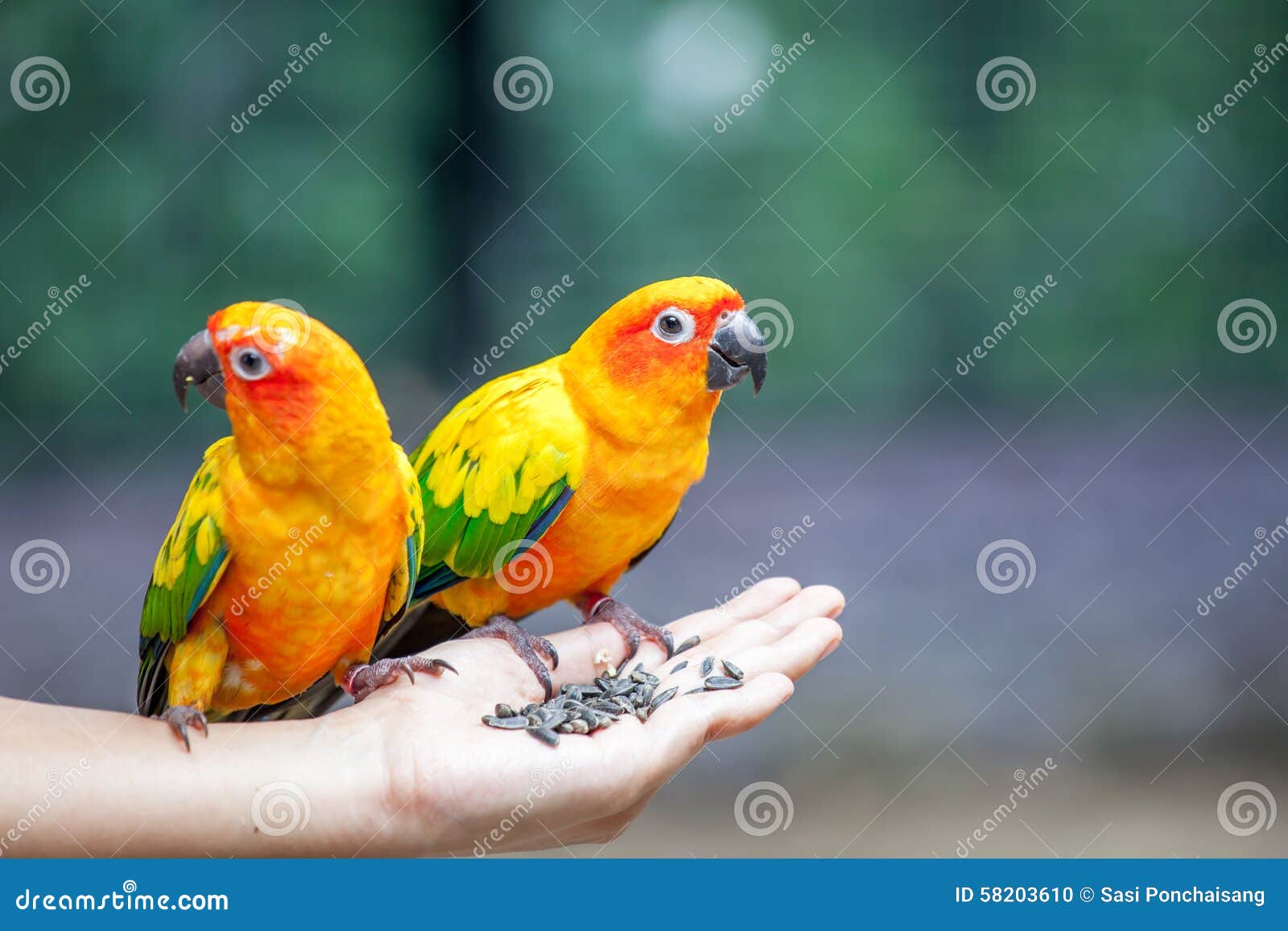 Parrot on woman hand stock photo. Image of colorful, parakeet - 58203610