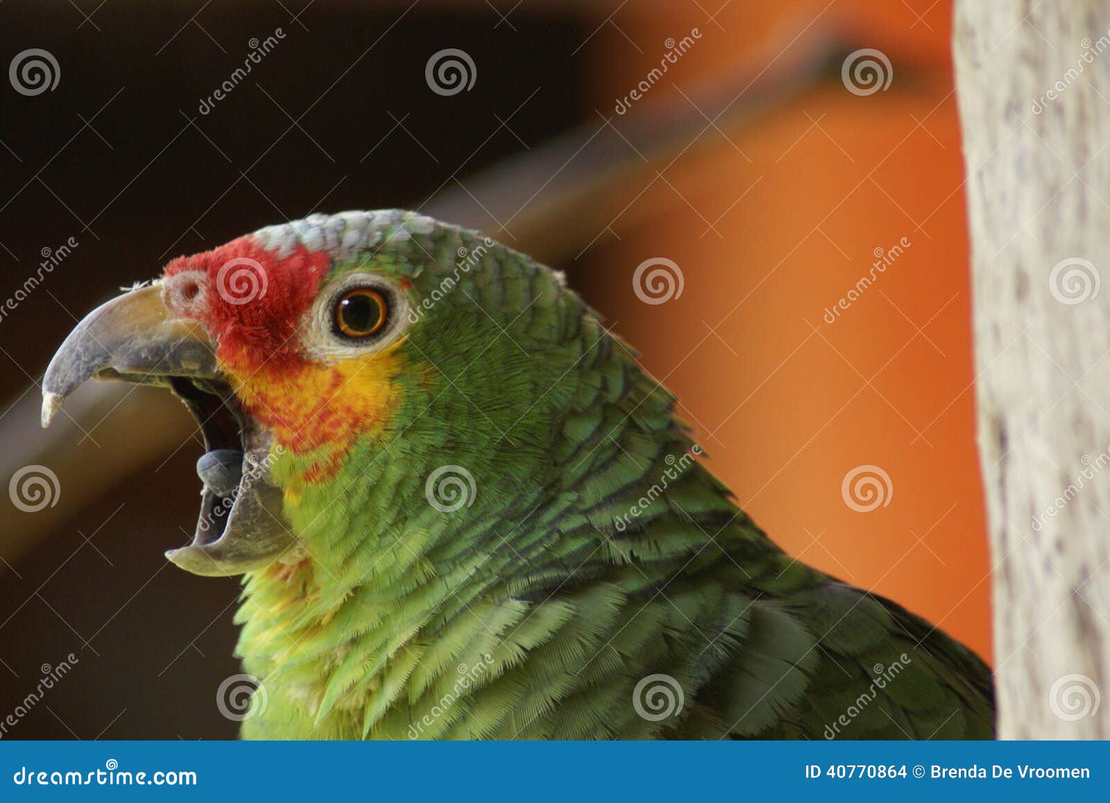 Parrot stock photo. Image of angry, yelling, parrot, green - 40770864