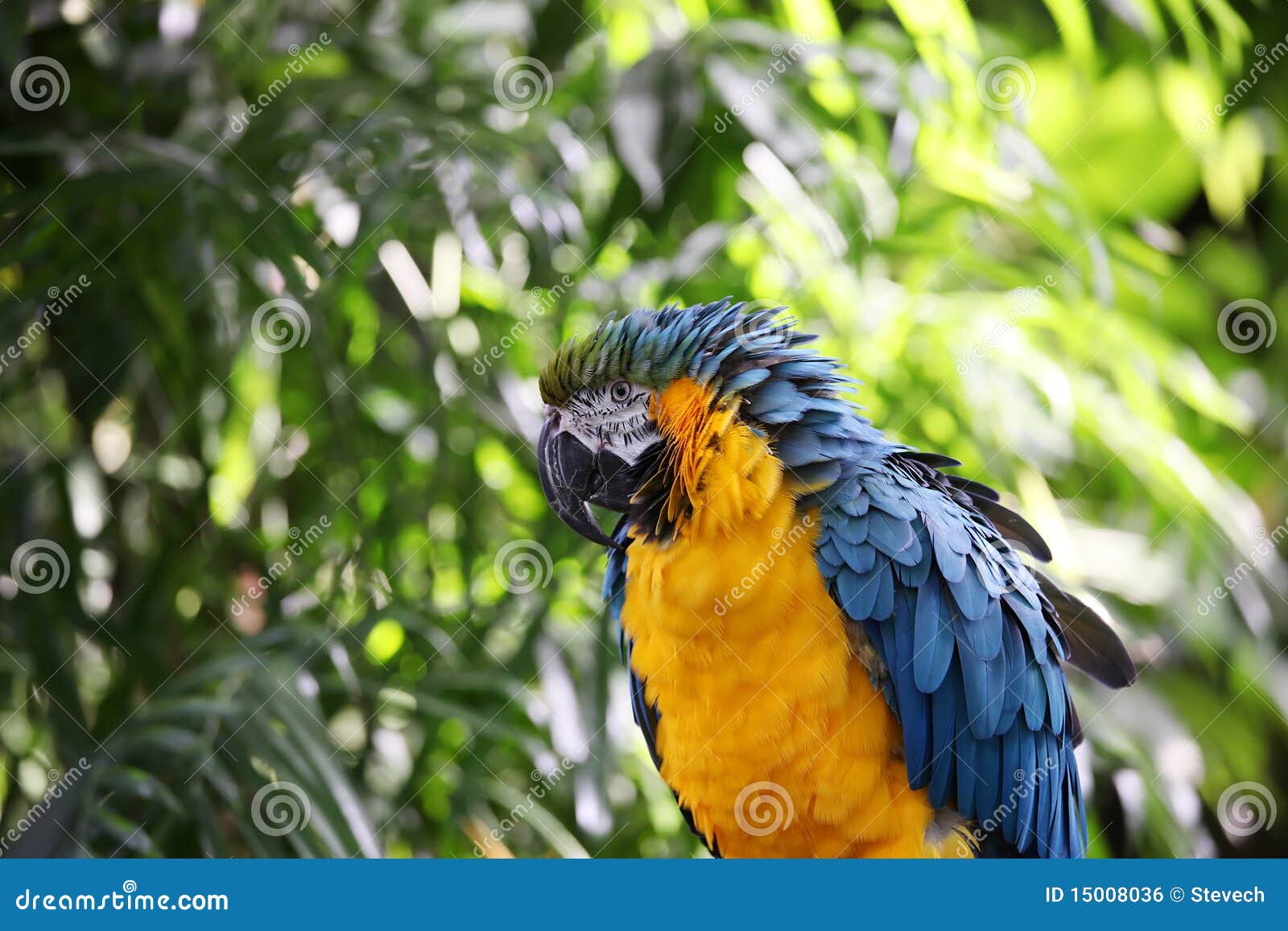 Parrot with Yellow and Blue Ruffled Feathers Stock Photo - Image of ...