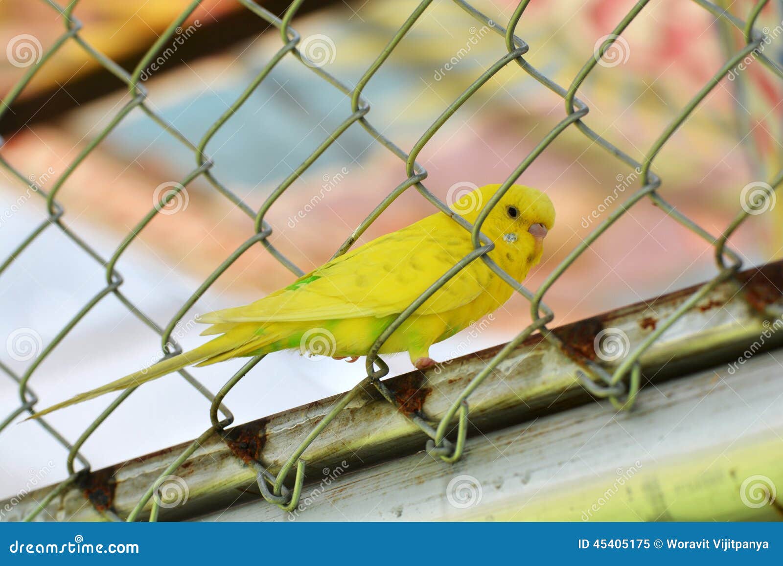 Parrot Yellow stock image. Image of domestic, jungle - 45405175