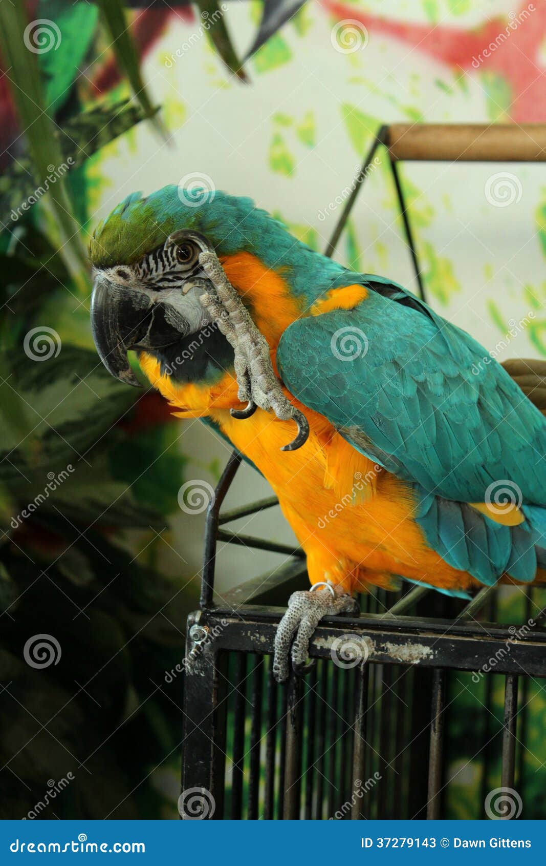 Parrot stock image. Image of talons, animal, claws, green - 37279143