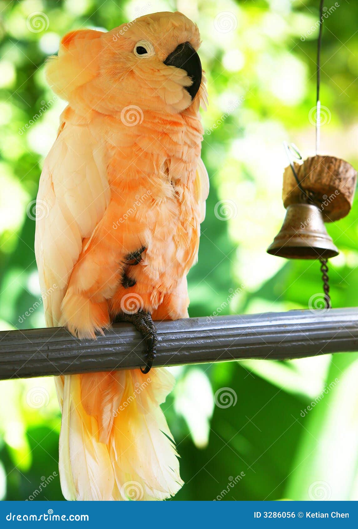 Parrot Yellow White stock photo. Image of america, life - 3286056