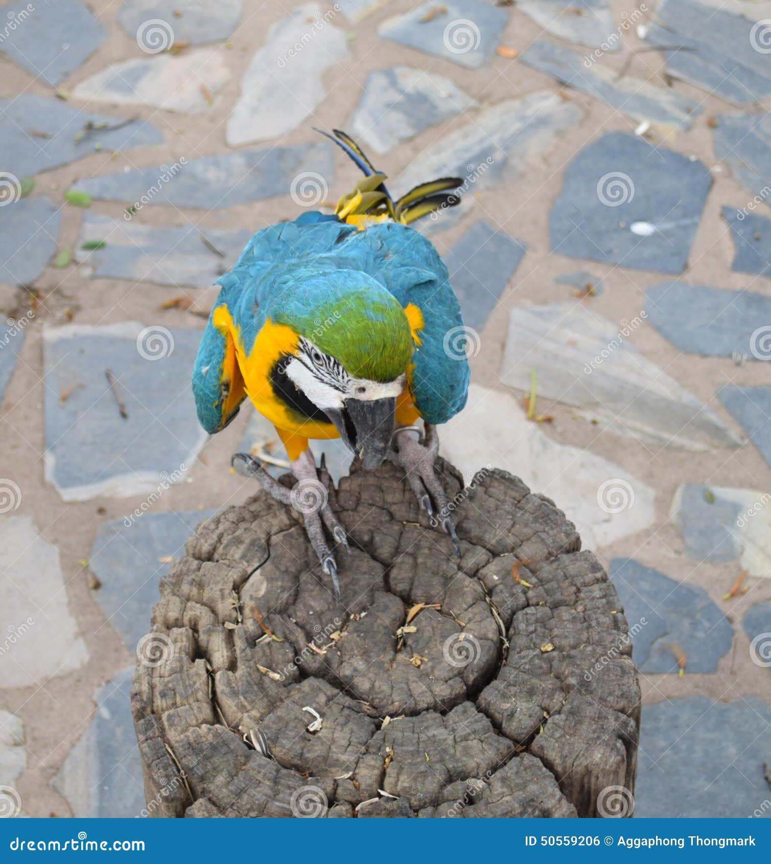 Parrot stock photo. Image of colorful, catch, beautiful - 50559206