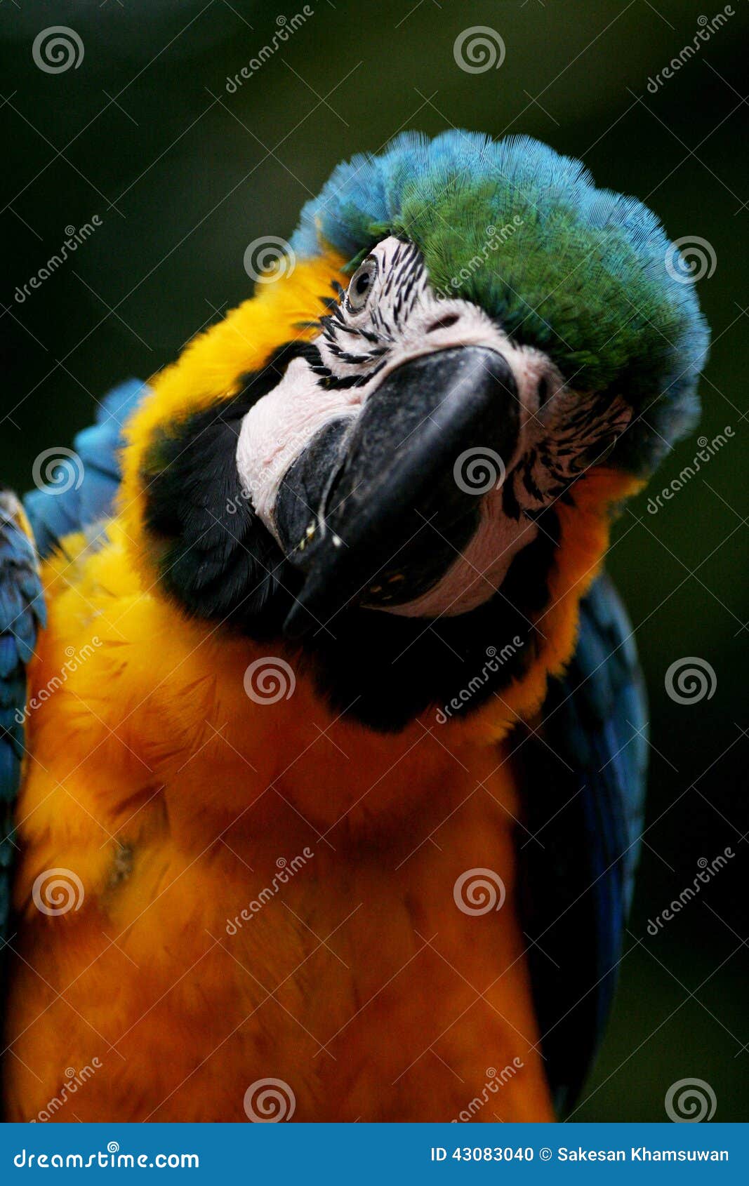 Parrot stock photo. Image of perico, feather, popinjay - 43083040