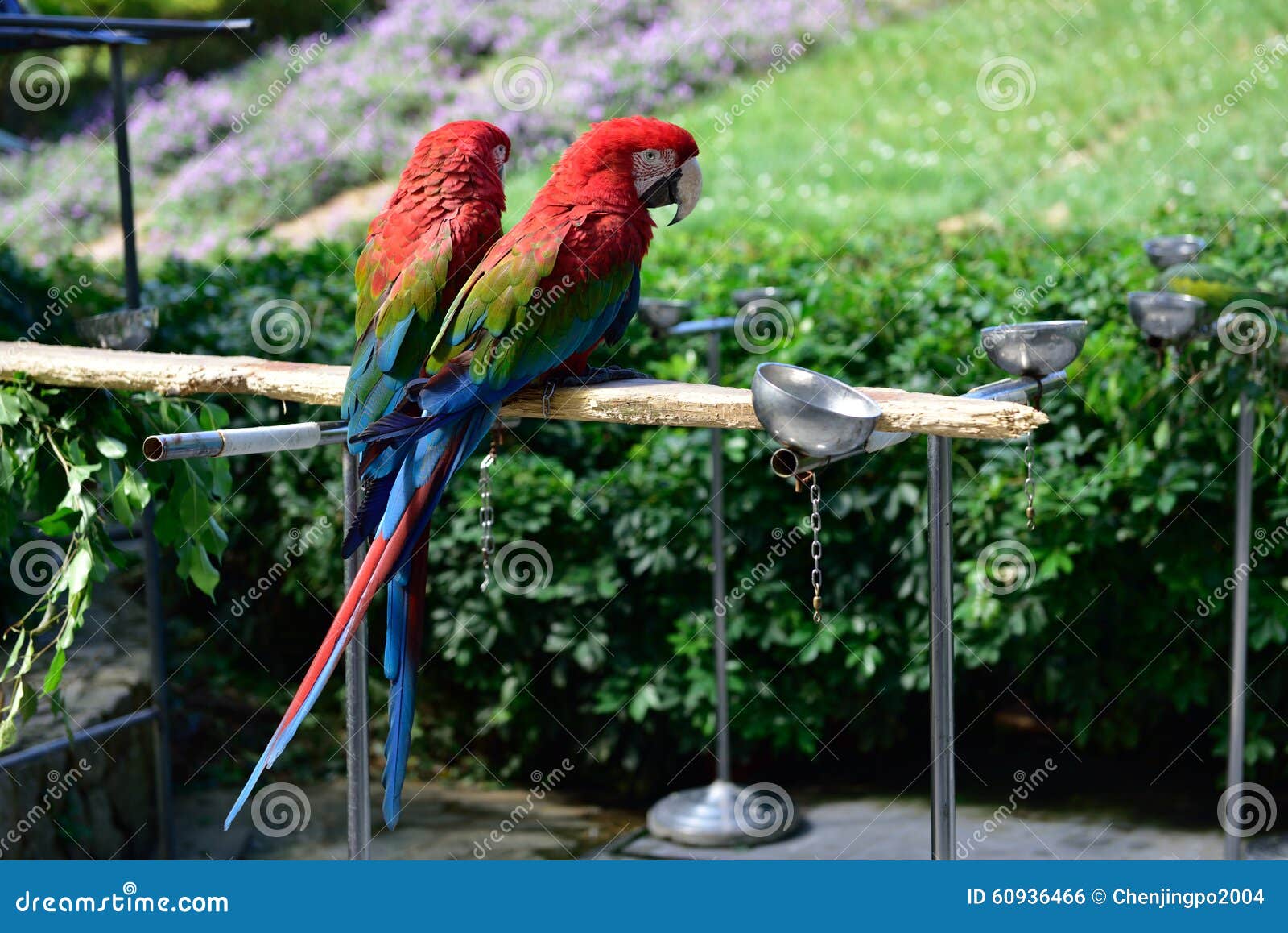Parrot stock photo. Image of ornamental, train, feather - 60936466