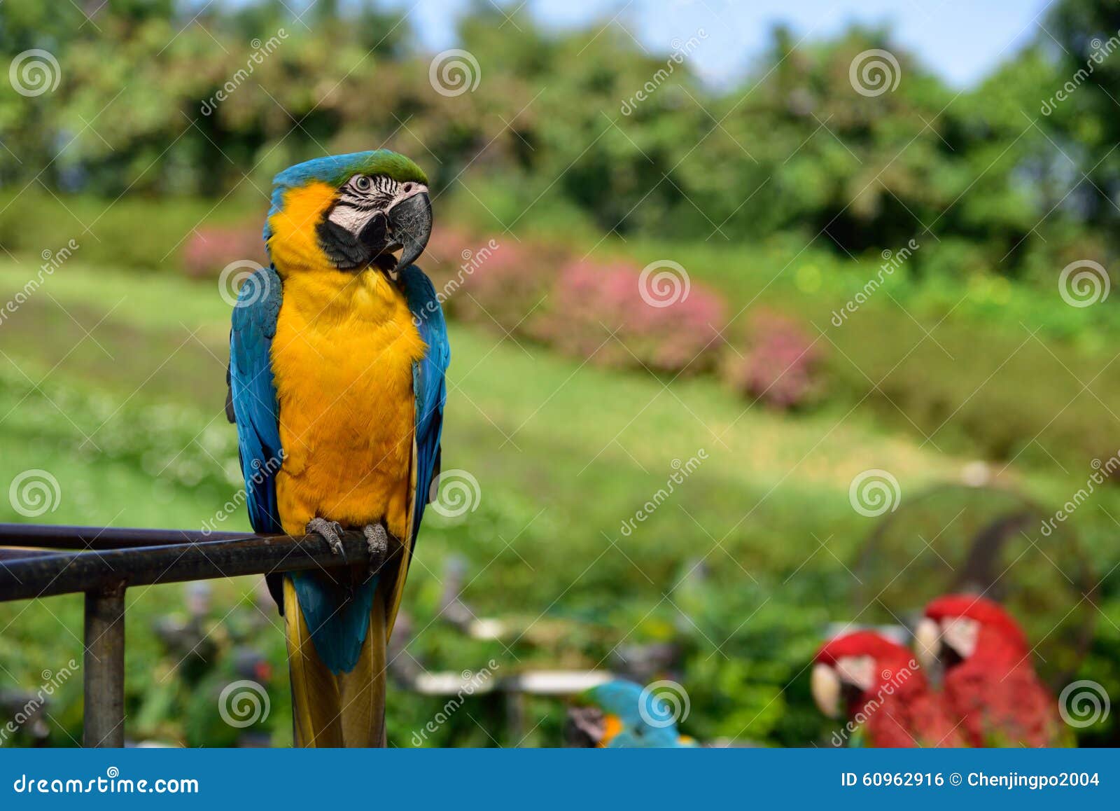 Parrot stock photo. Image of train, nature, animal, multicolour - 60962916