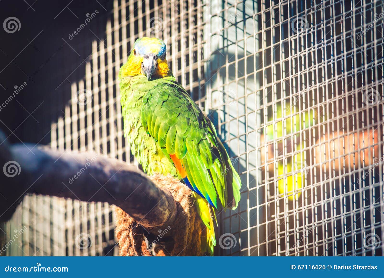 Parrot in zoo stock photo. Image of cute, tropical, animal - 62116626