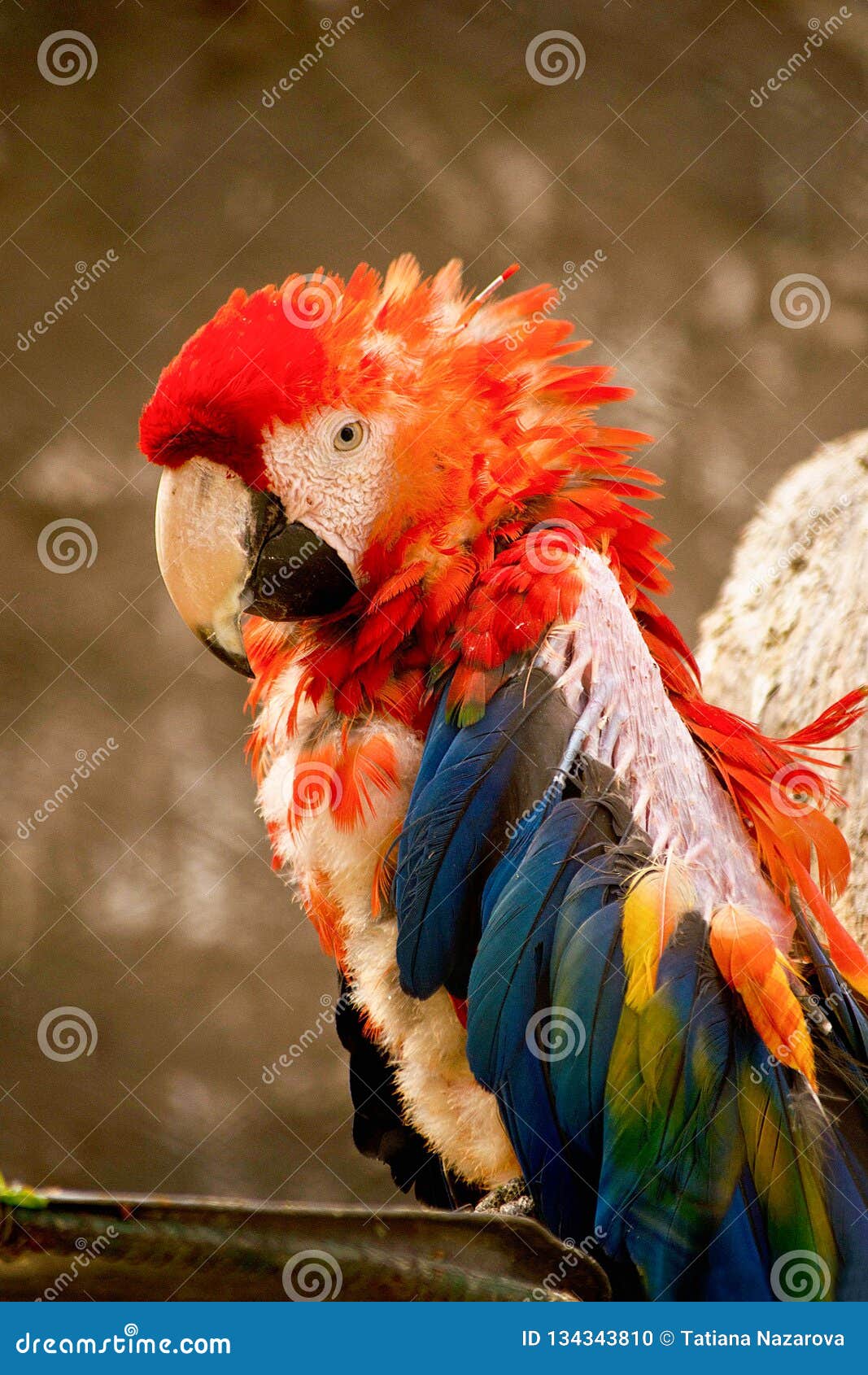 Parrot in the zoo stock photo. Image of exotic, talking - 134343810