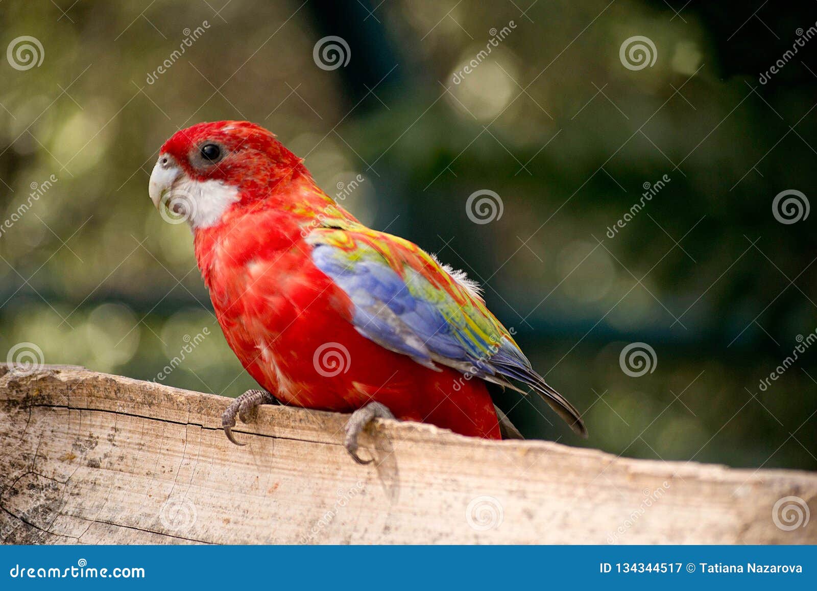 Parrot in the zoo stock image. Image of head, gold, green - 134344517