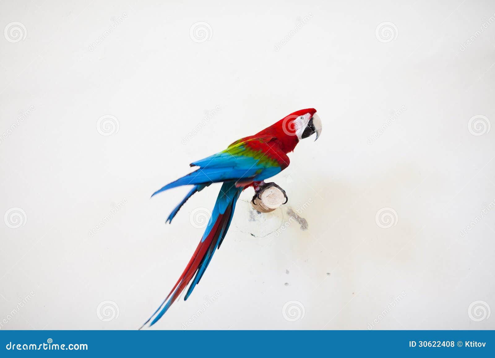 Parrot in zoo stock photo. Image of life, park, bird - 30622408