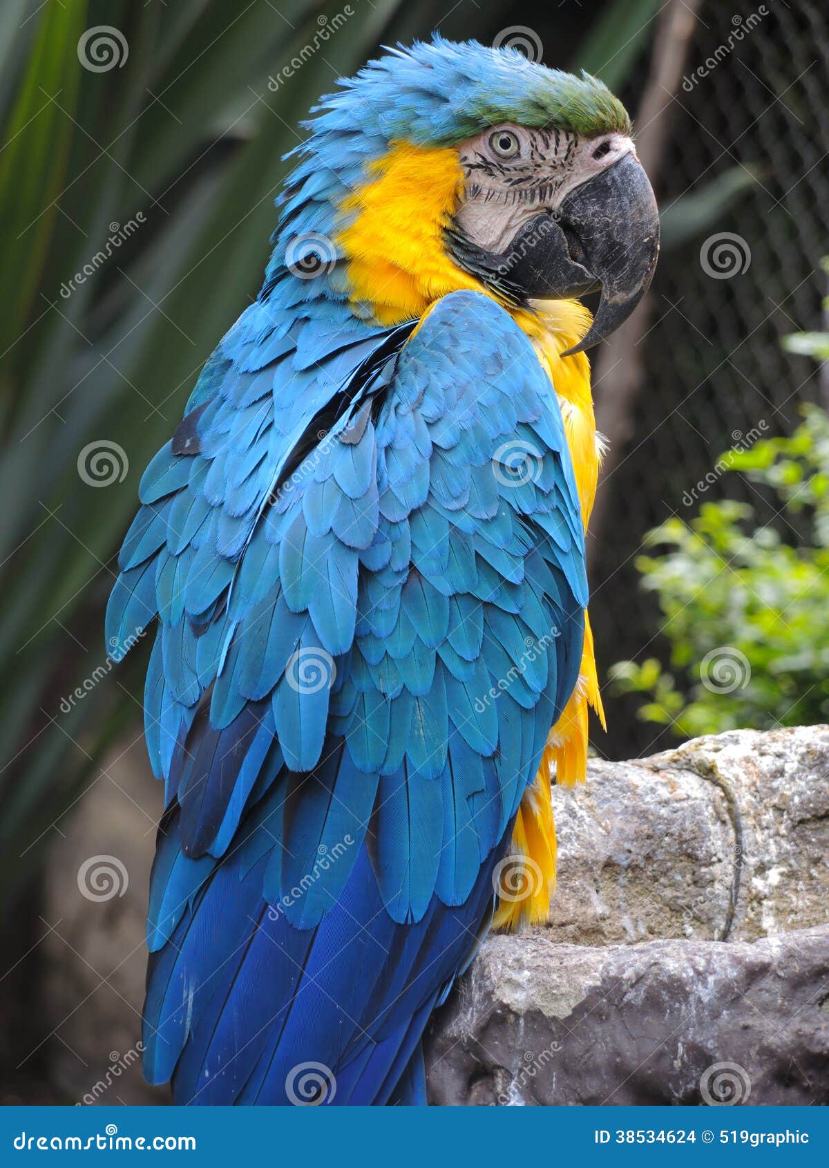 Parrot in the zoo. stock photo. Image of tame, macaw - 38534624