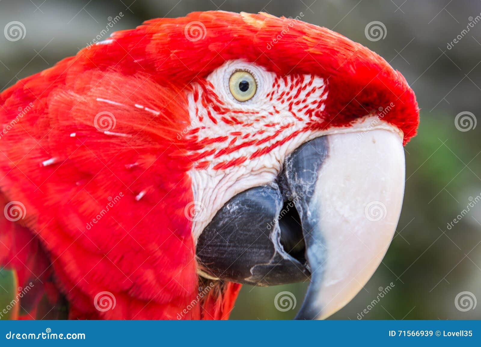 Parrot at zoo stock image. Image of perch, flight, wing - 71566939