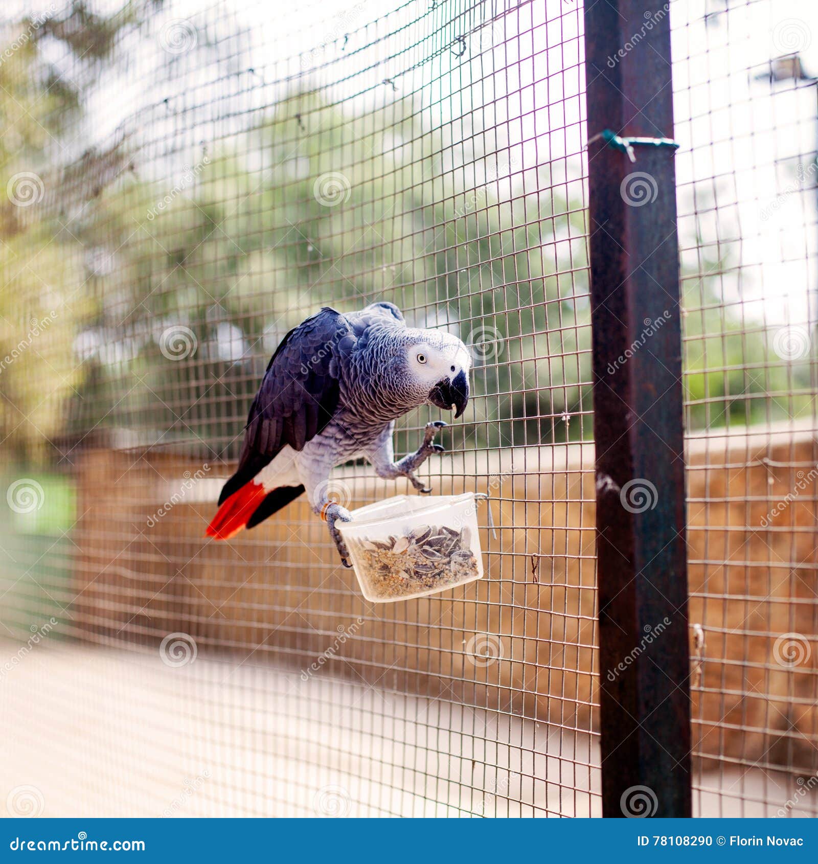 Parrot at zoo stock photo. Image of endangered, color - 78108290