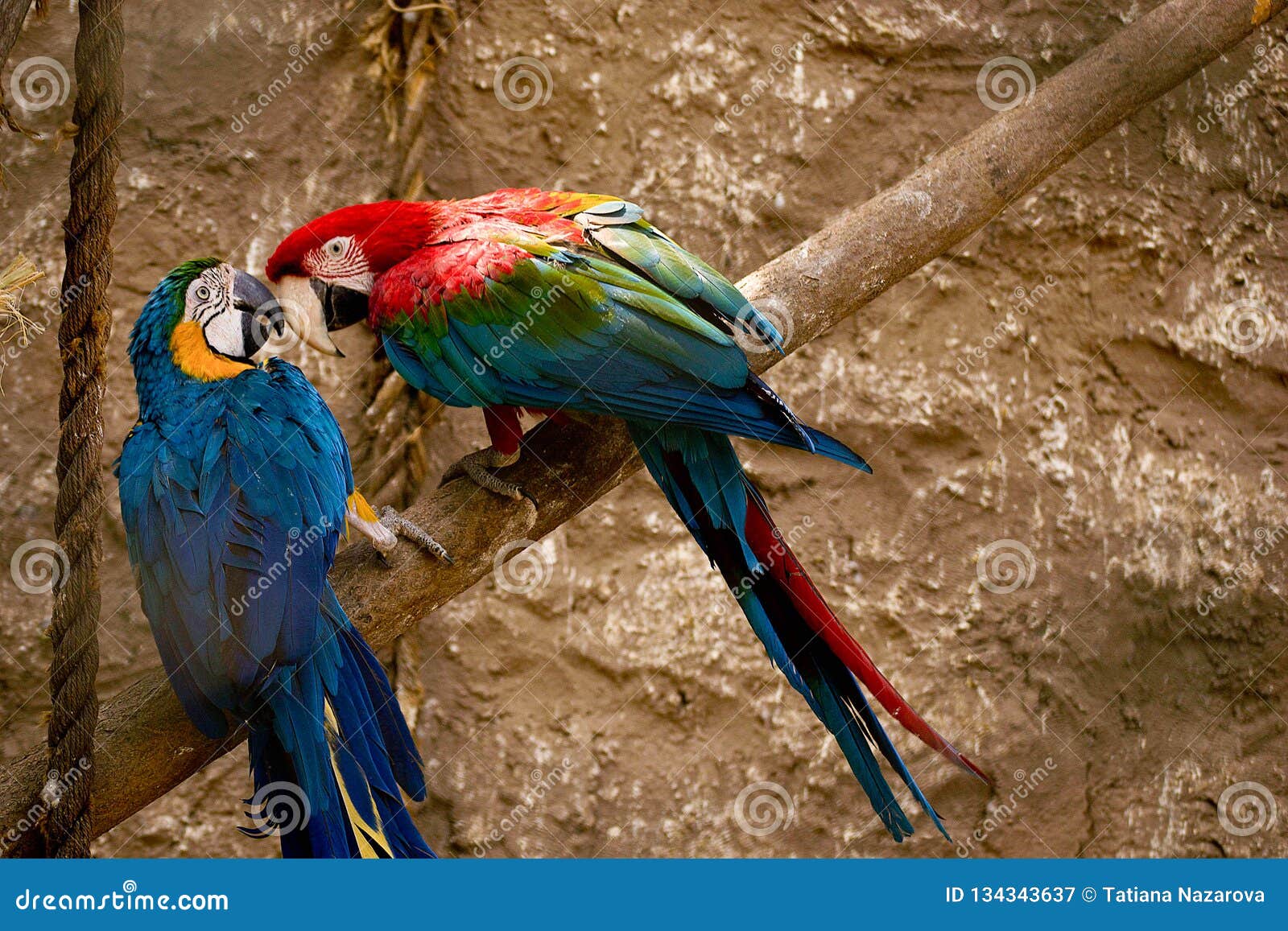 Parrot in the zoo stock image. Image of blue, macaw - 134343637