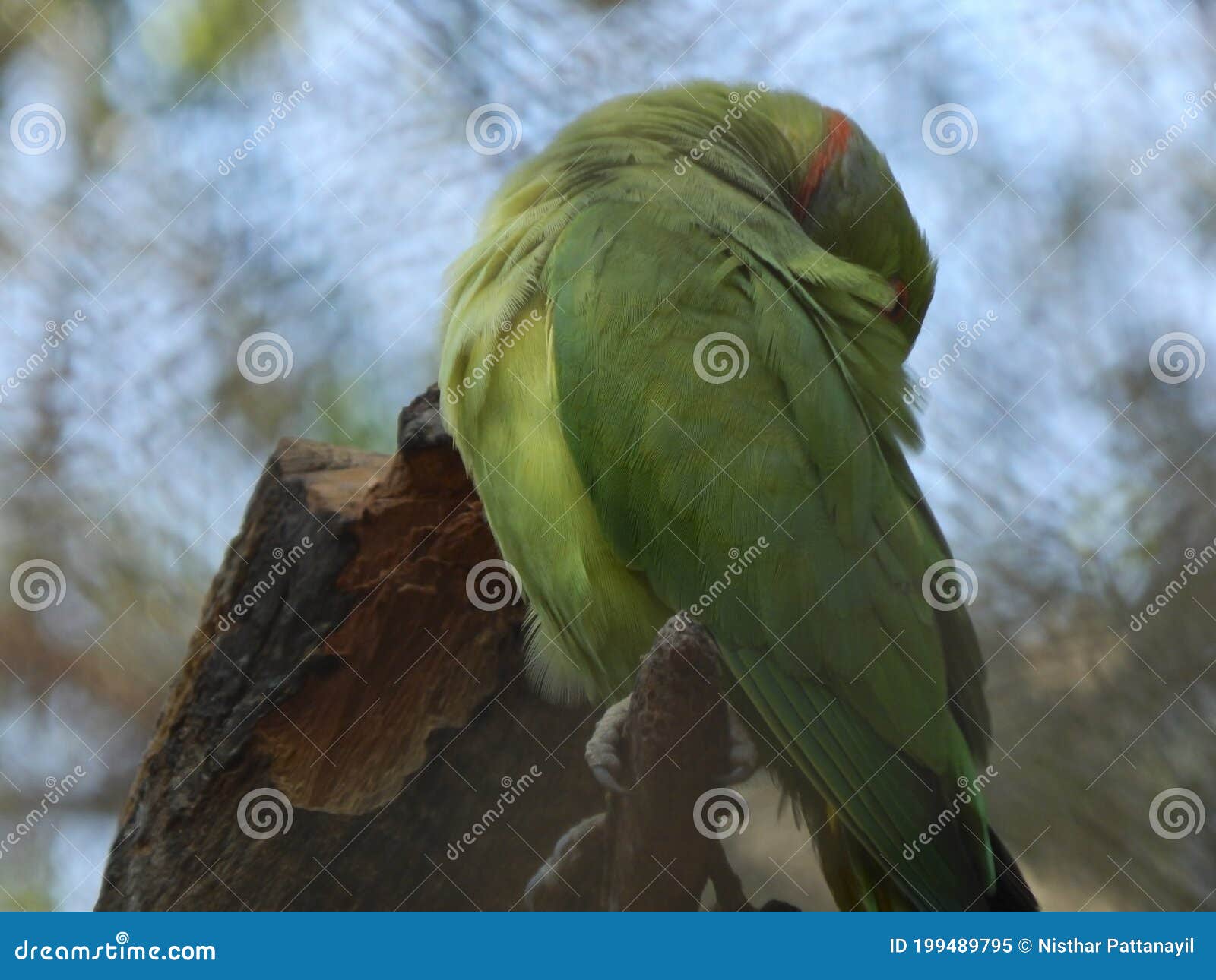 Parrot in Zoo Resting on a Branch of Tree Stock Image - Image of parrot ...