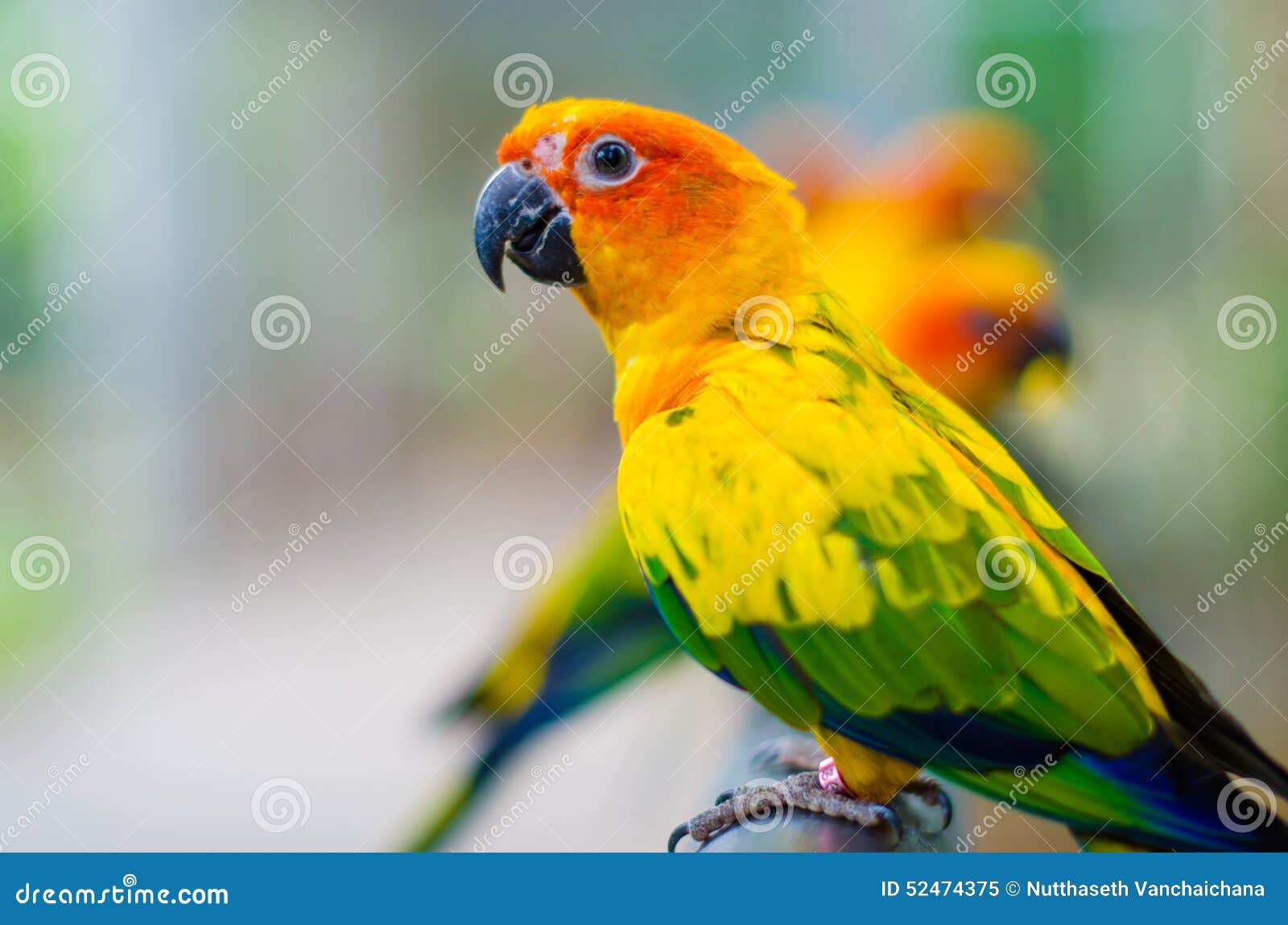 Parrot stock image. Image of parrot, garden, everning - 52474375