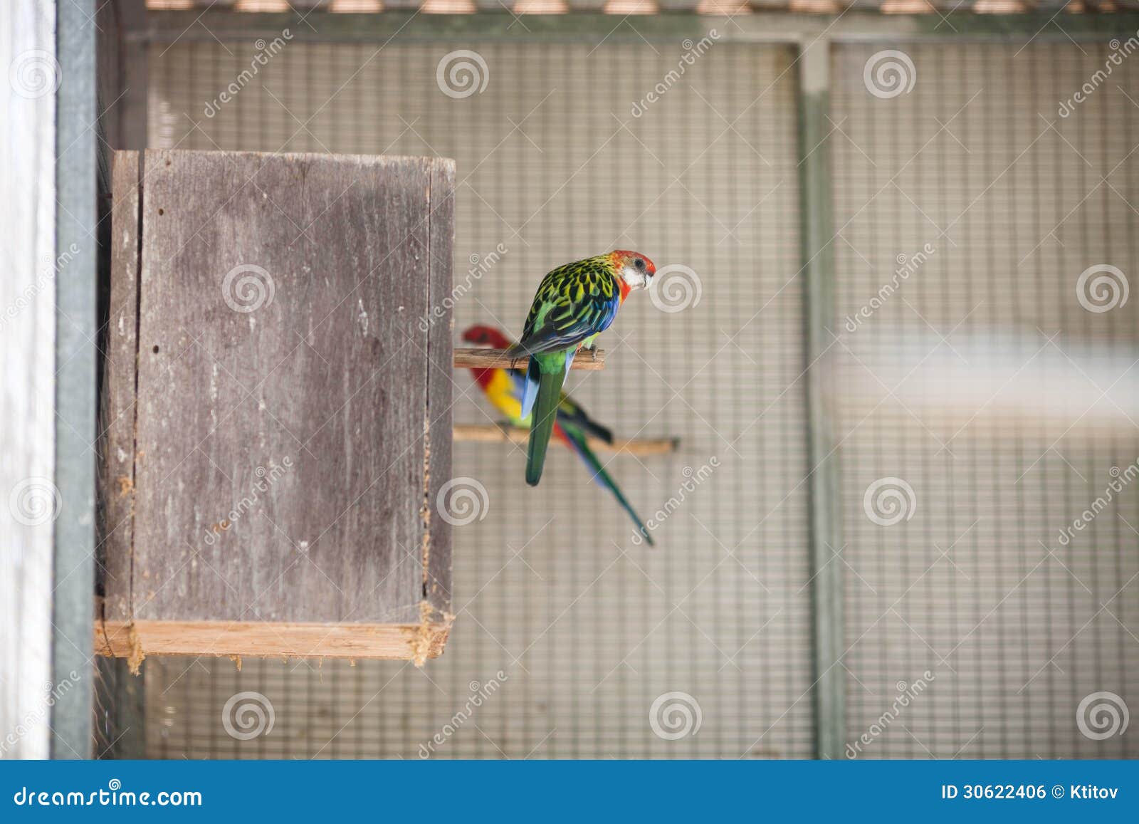 Parrot in zoo stock photo. Image of cyprus, finch, parrot - 30622406