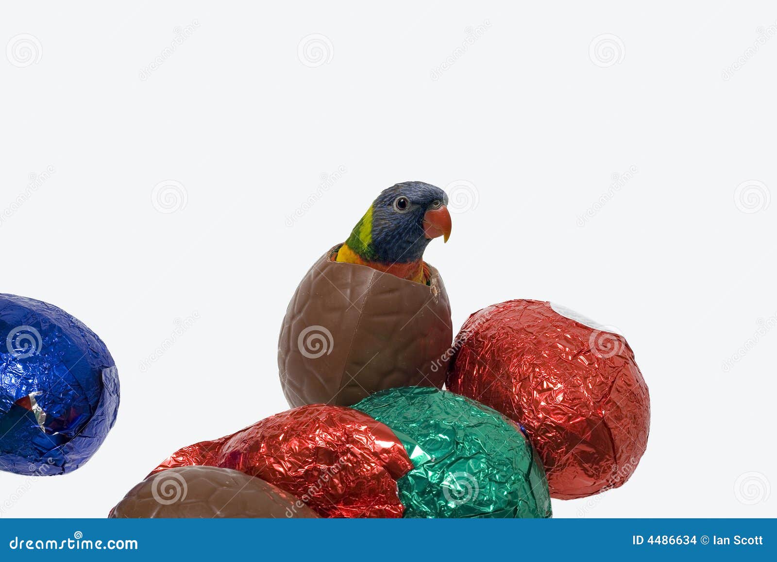 Parrotegg stock photo. Image of festive, food, fresh, easter - 4486634