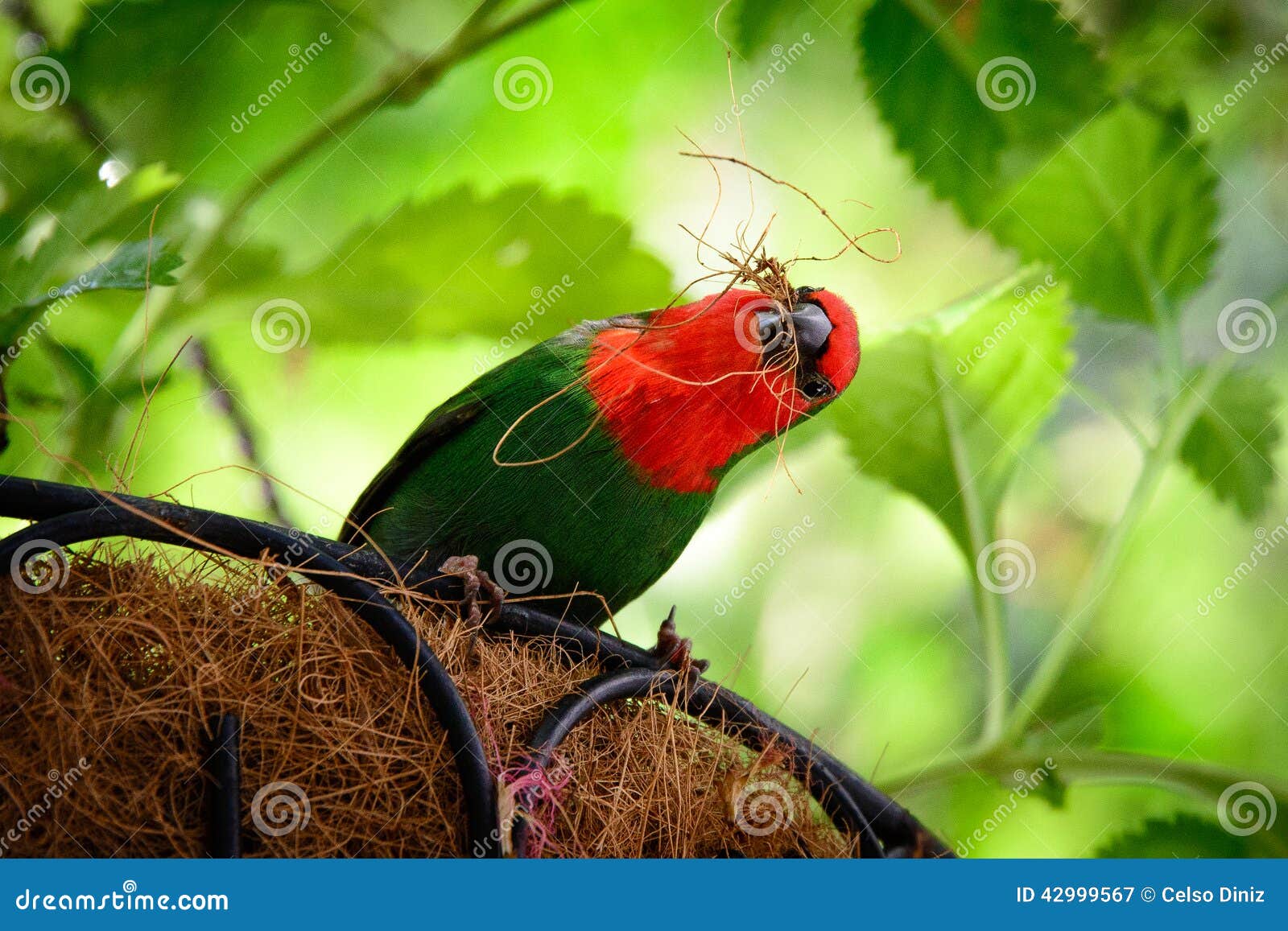 Parrotfinch imagen de archivo. Imagen de imagen, cierre - 42999567