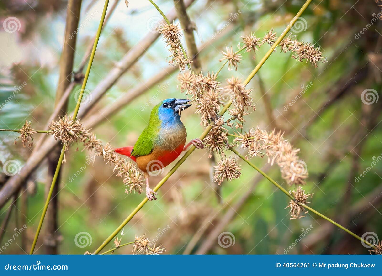 Parrotfinch de cola rosada imagen de archivo. Imagen de contacto - 40564261