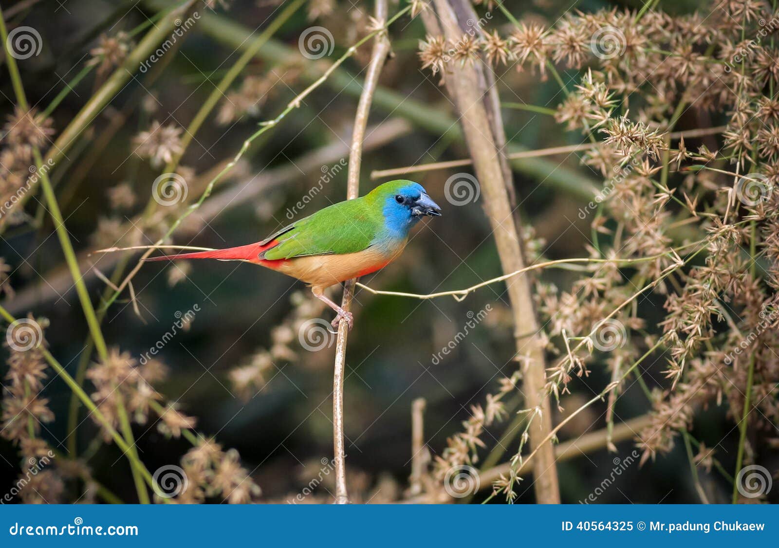 Parrotfinch de cola rosada imagen de archivo. Imagen de tricolor - 40564325