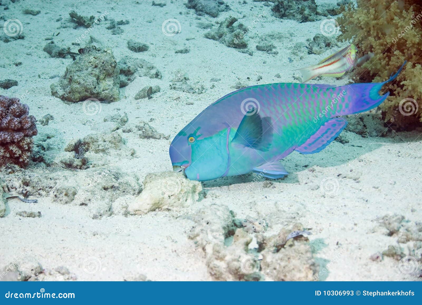 Parrotfish stock image. Image of saltwater, tropical - 10306993