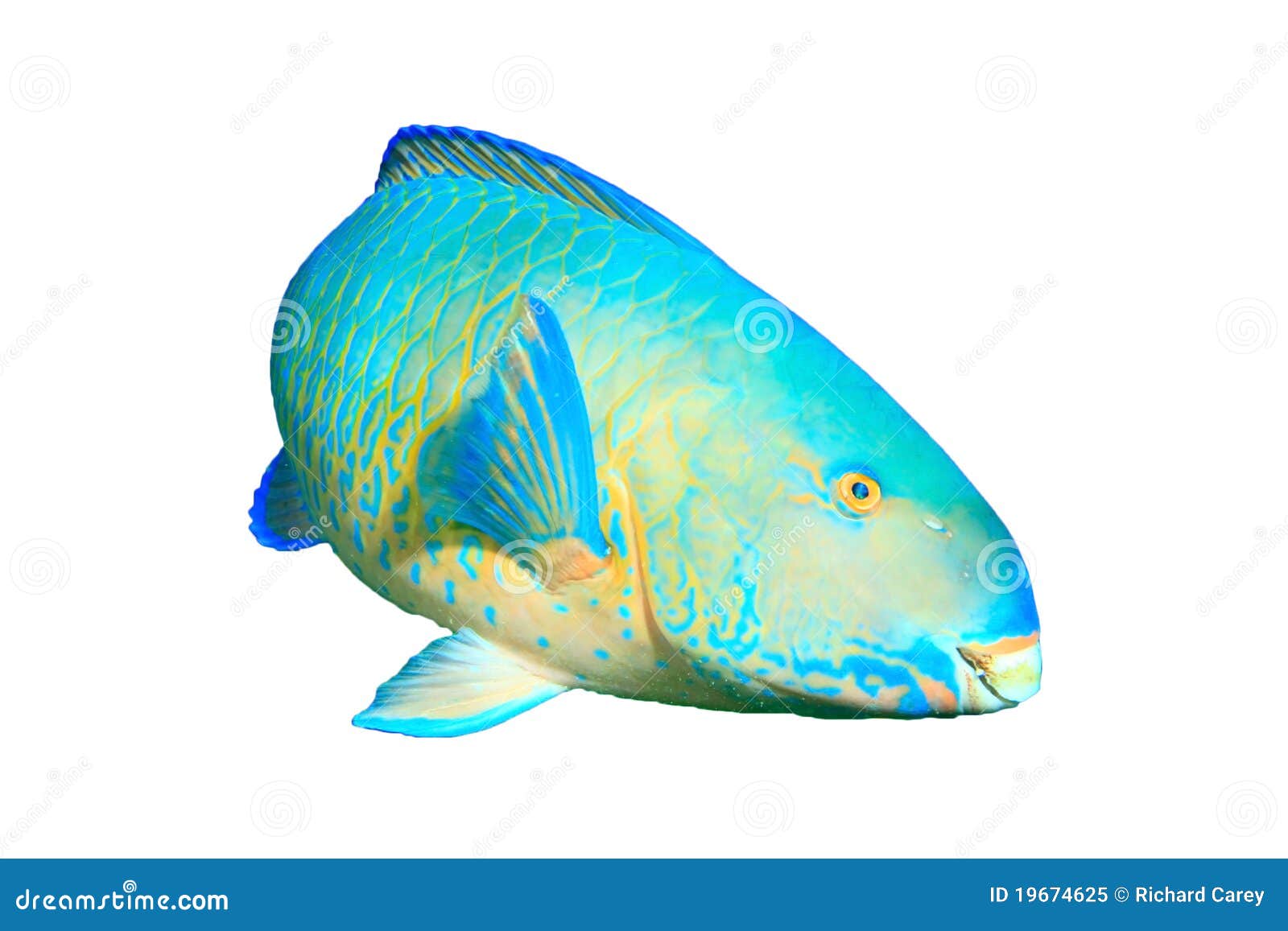 Parrotfish stock image. Image of wrasse, fish, semilarvatus - 19674625