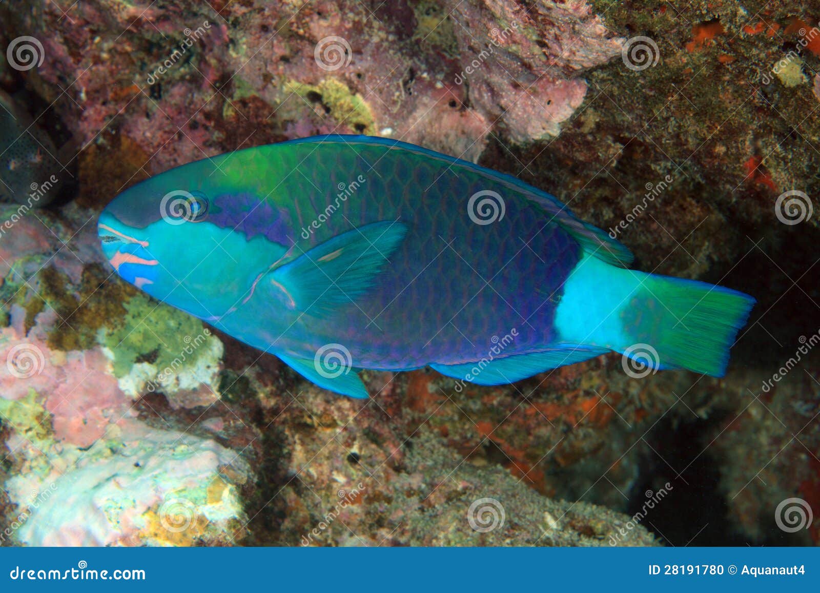 Parrotfish stock photo. Image of ocean, animal, diving - 28191780