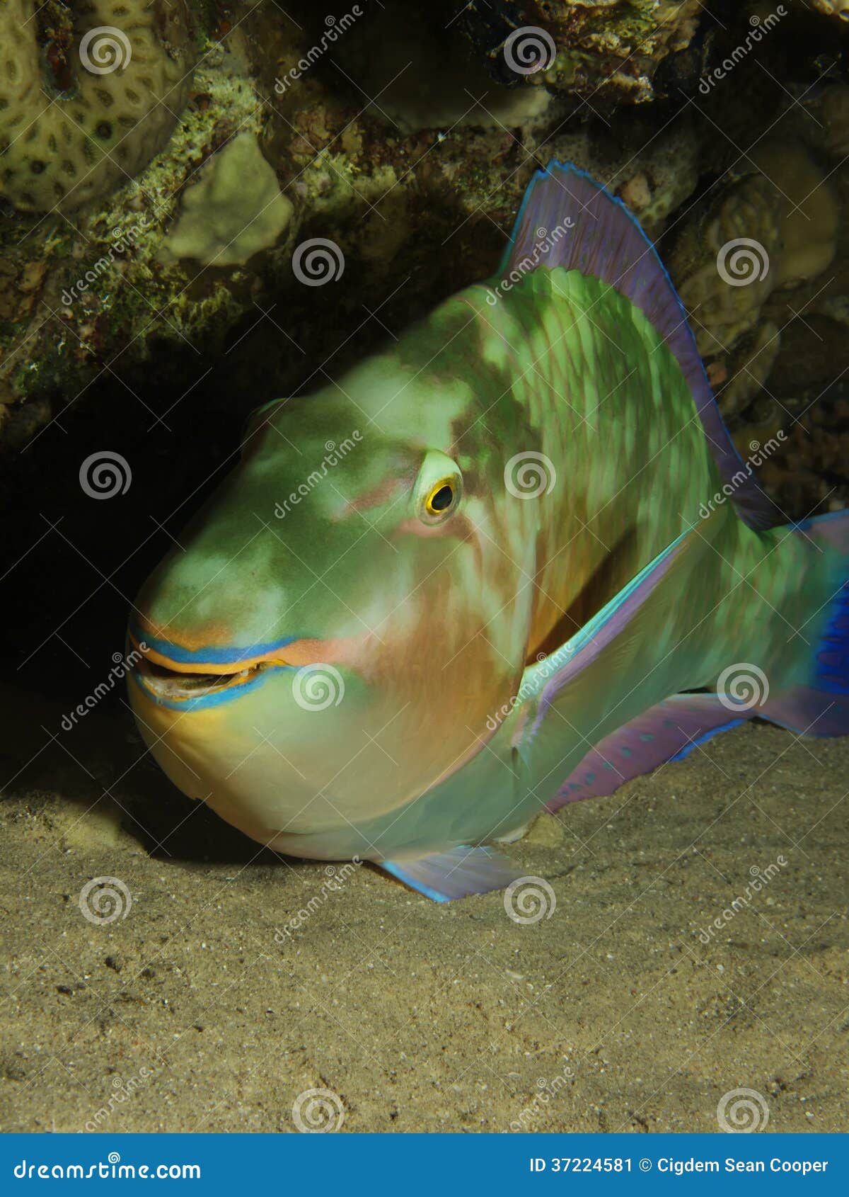 Parrotfish stock image. Image of colourful, underwater - 37224581