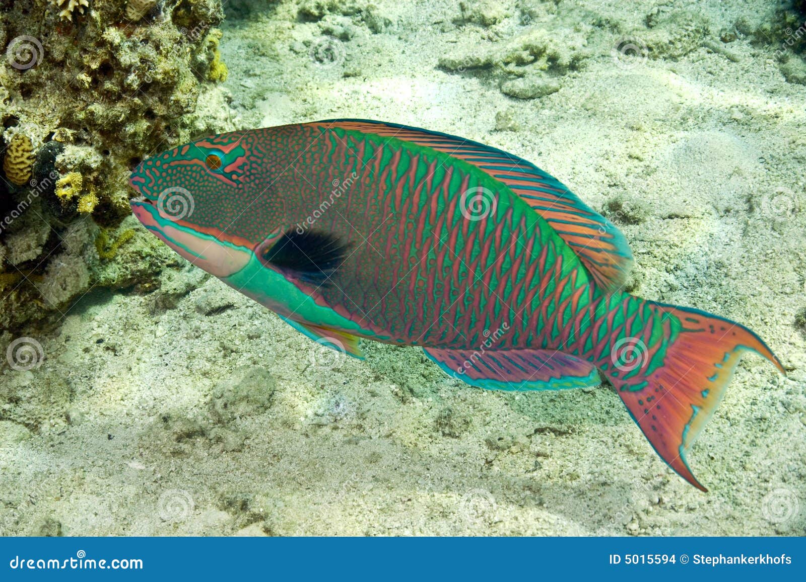 Parrotfish stock photo. Image of nemo, golden, cornetfish - 5015594