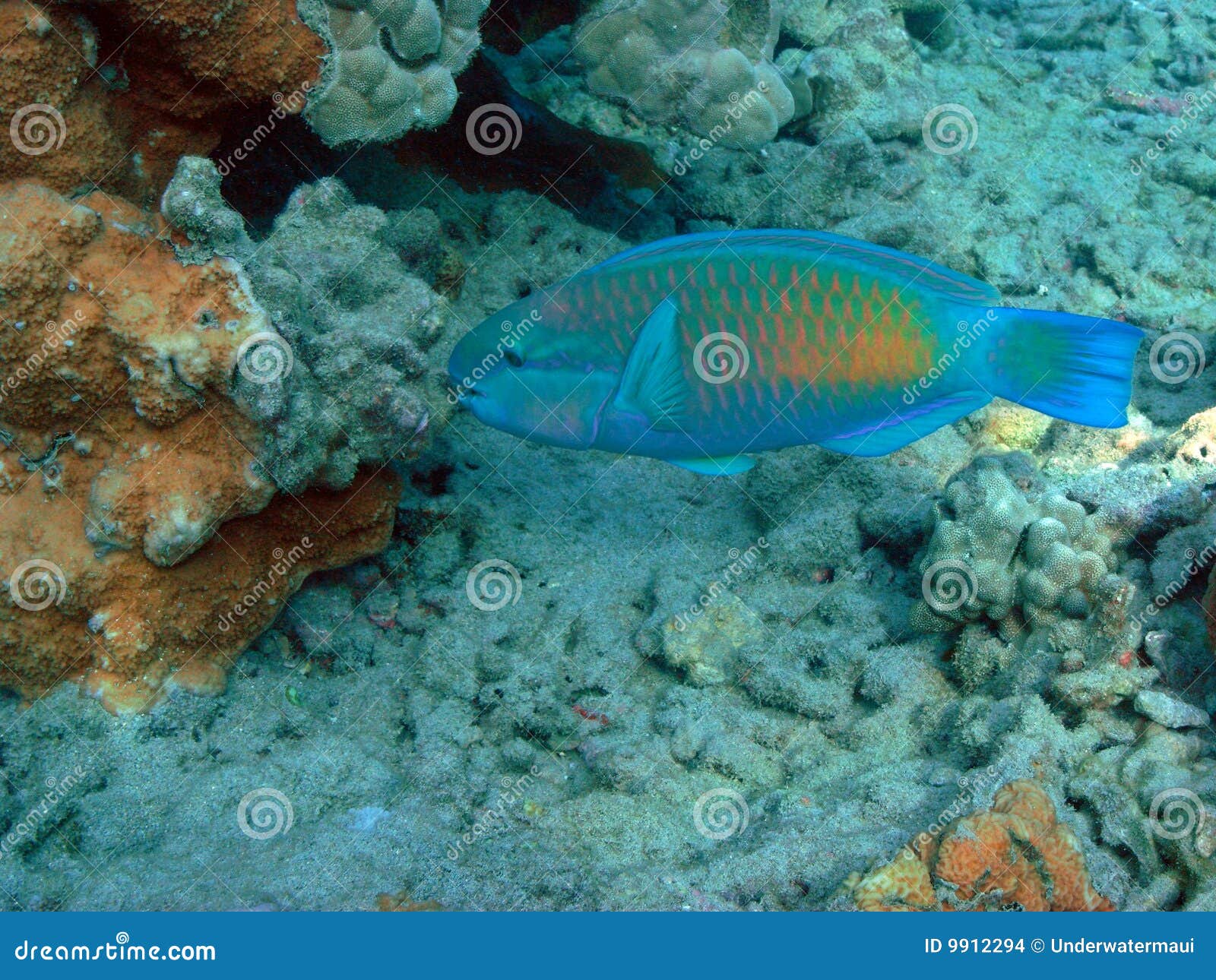 Parrotfish stock photo. Image of pale, fish, reefs, scuba - 9912294
