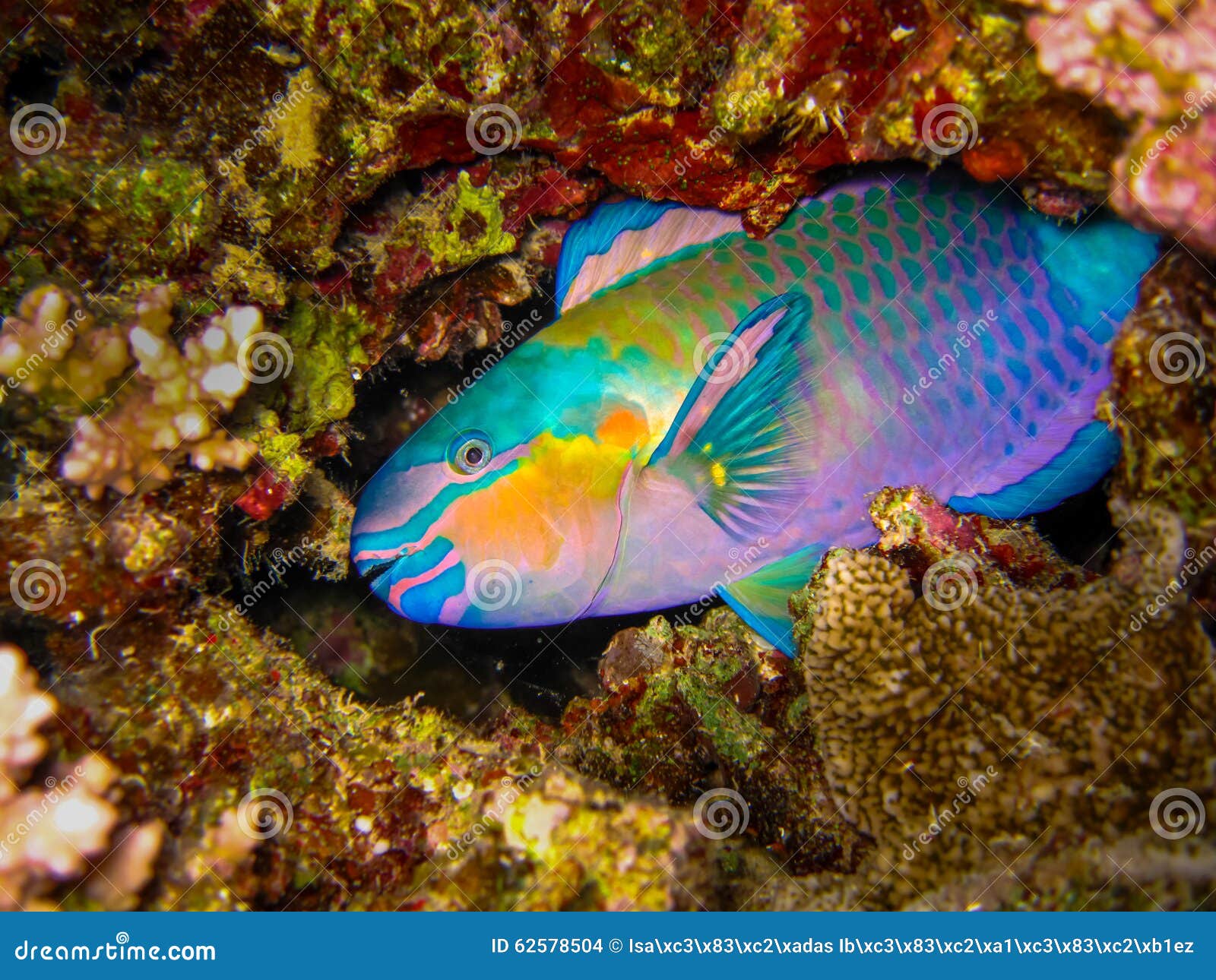 Parrotfish stock photo. Image of maldivian, ecology, aquatic - 62578504