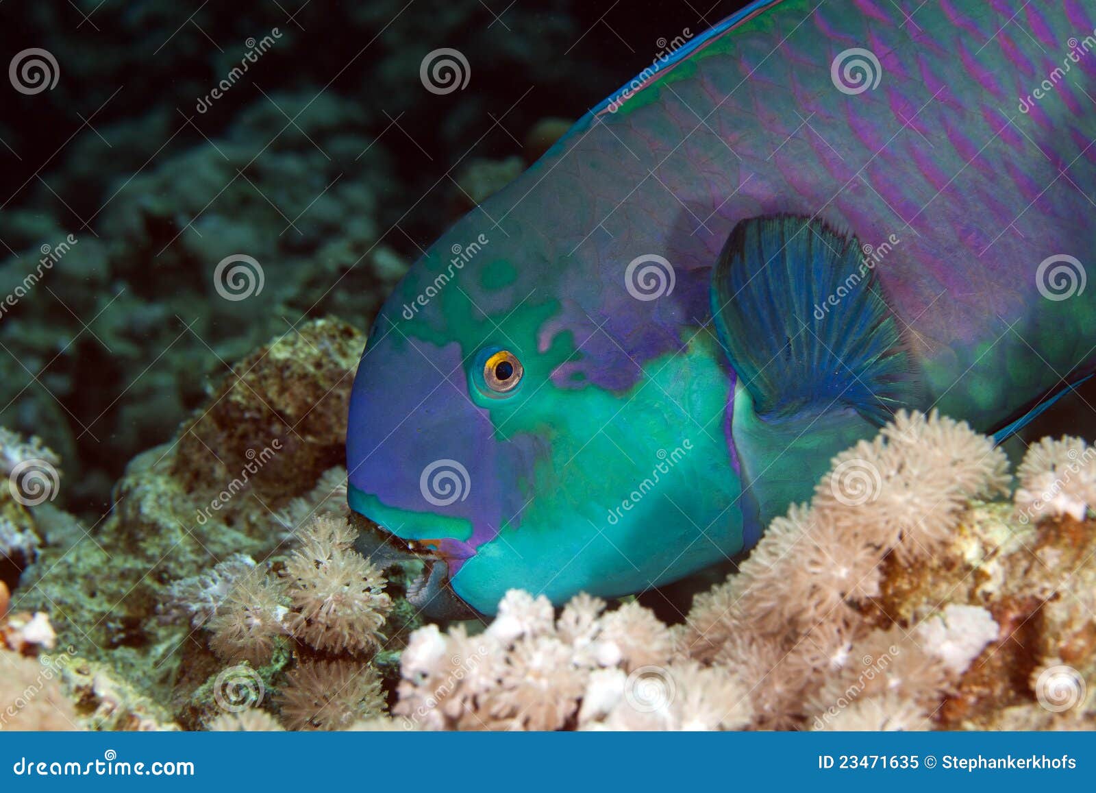 Parrotfish in de Red Sea. stock image. Image of atlantic - 23471635