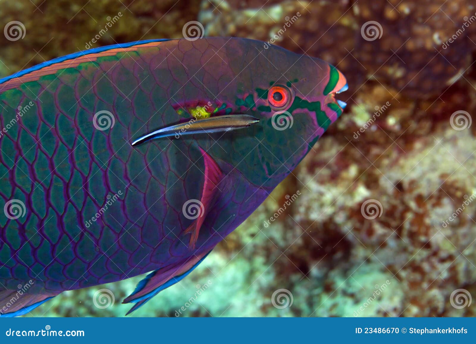 Parrotfish in de Red Sea. stock photo. Image of aqua - 23486670