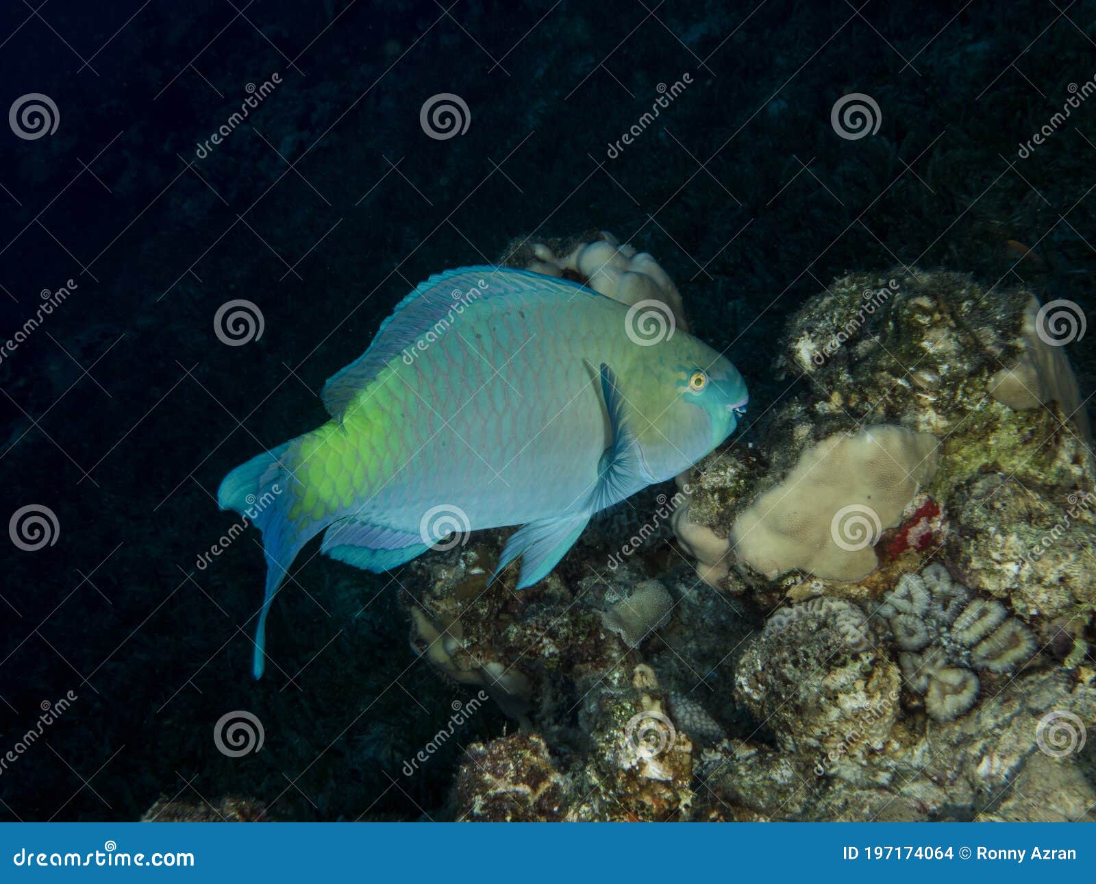 Parrotfish ,red sea stock photo. Image of underwaterphotography - 197174064