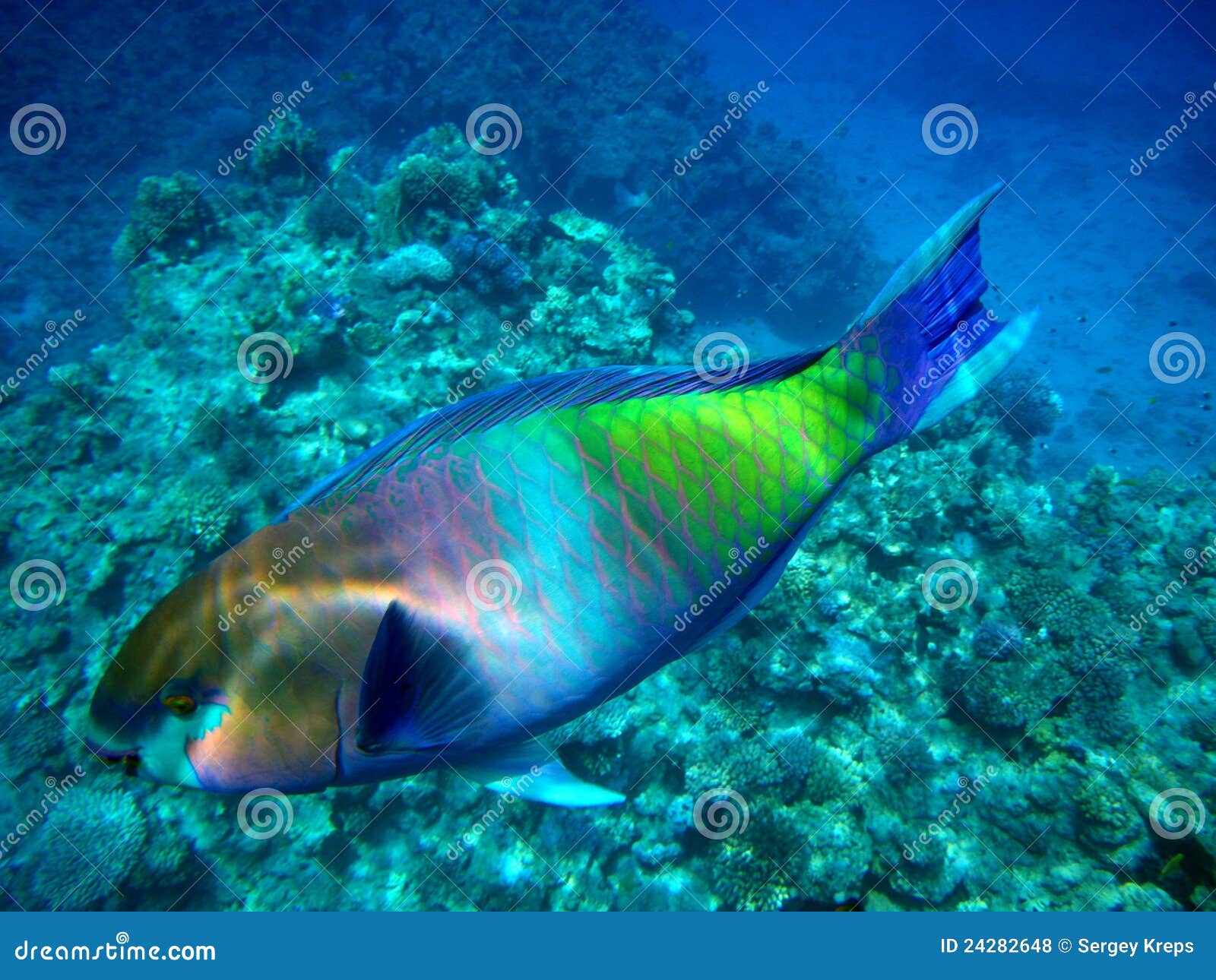 Parrotfish in the Red Sea stock photo. Image of close - 24282648