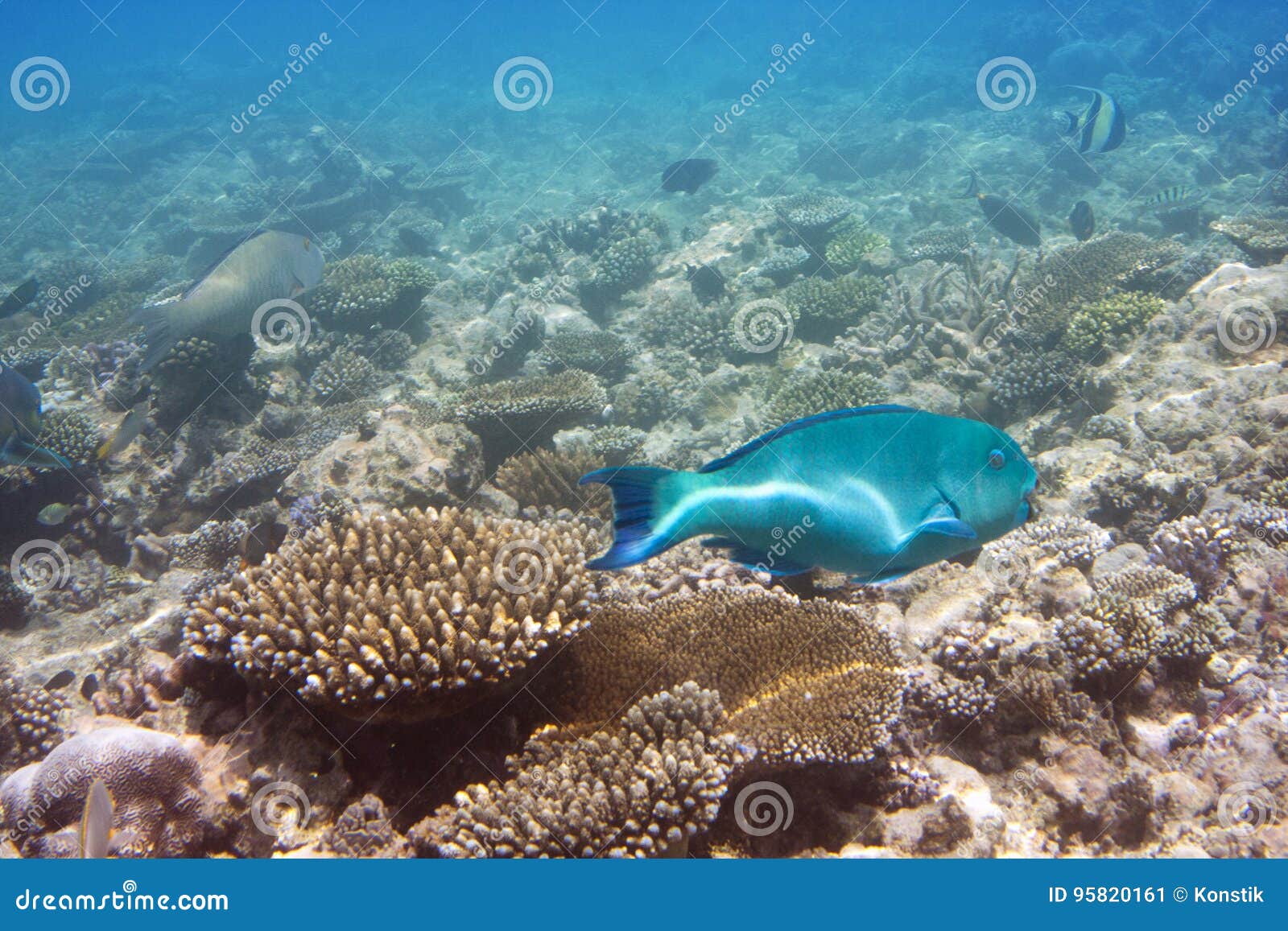 Parrotfish & X28;scarus & X29; Over a Coral Reef, the Indian Ocean ...
