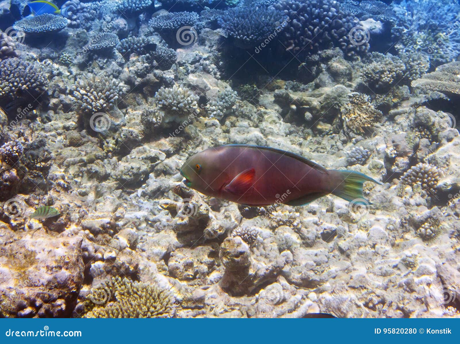 Parrotfish & X28;scarus & X29; Over a Coral Reef, the Indian Ocean ...